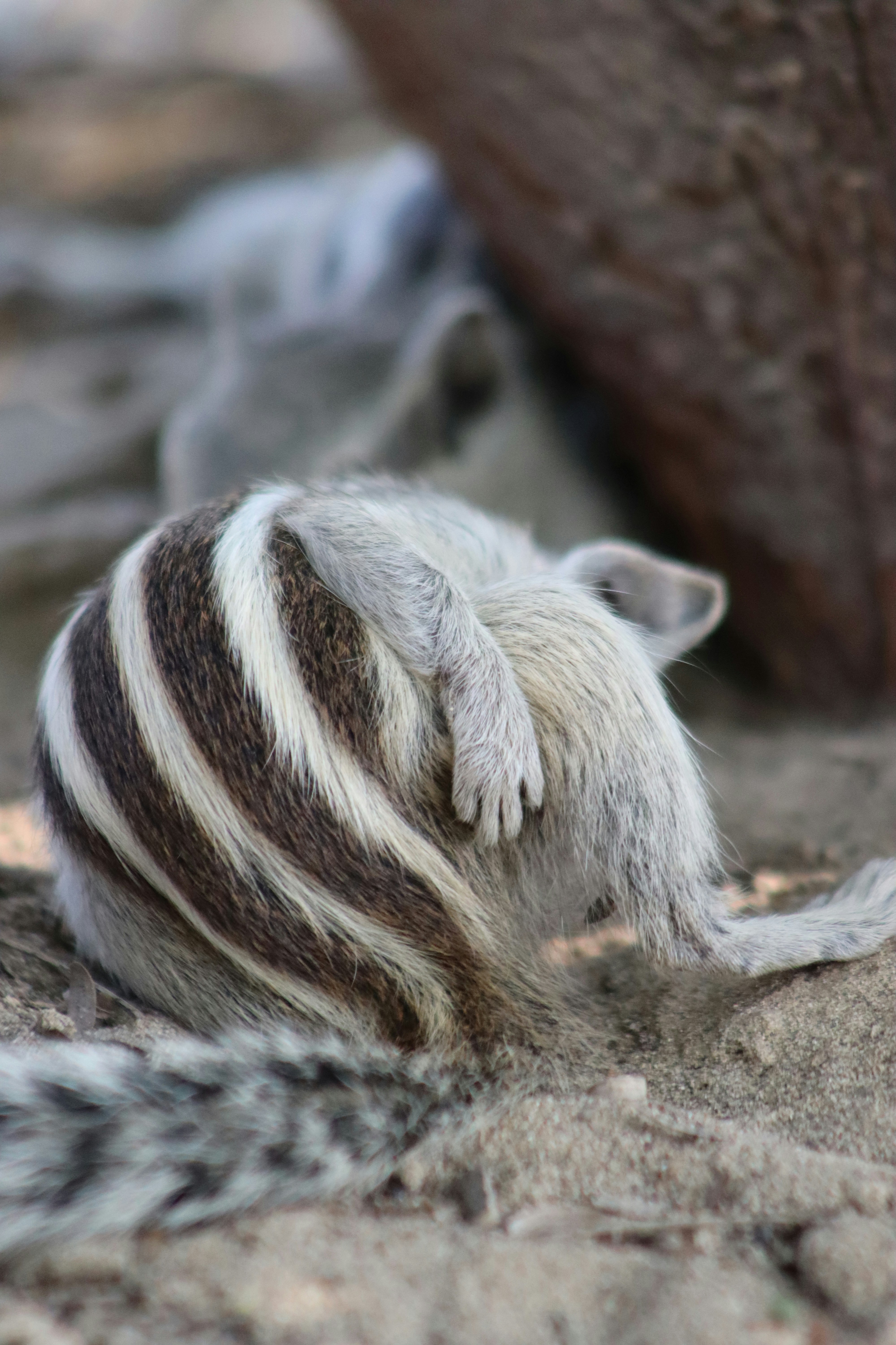 Stripe-Patterned Rodent Reposing on Sandy Ground