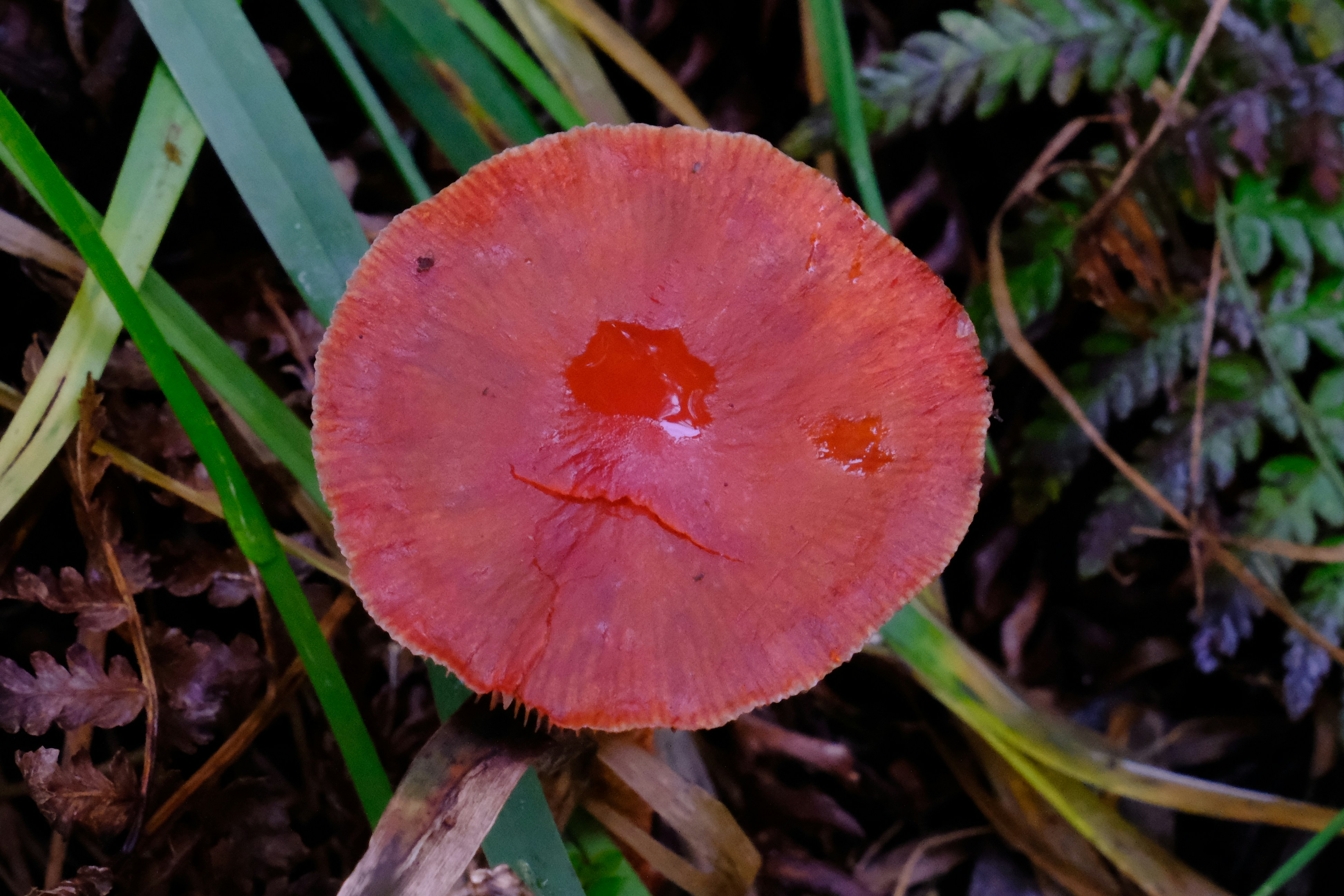 Scarlet Cap in Damp Shadows: a forest macro study