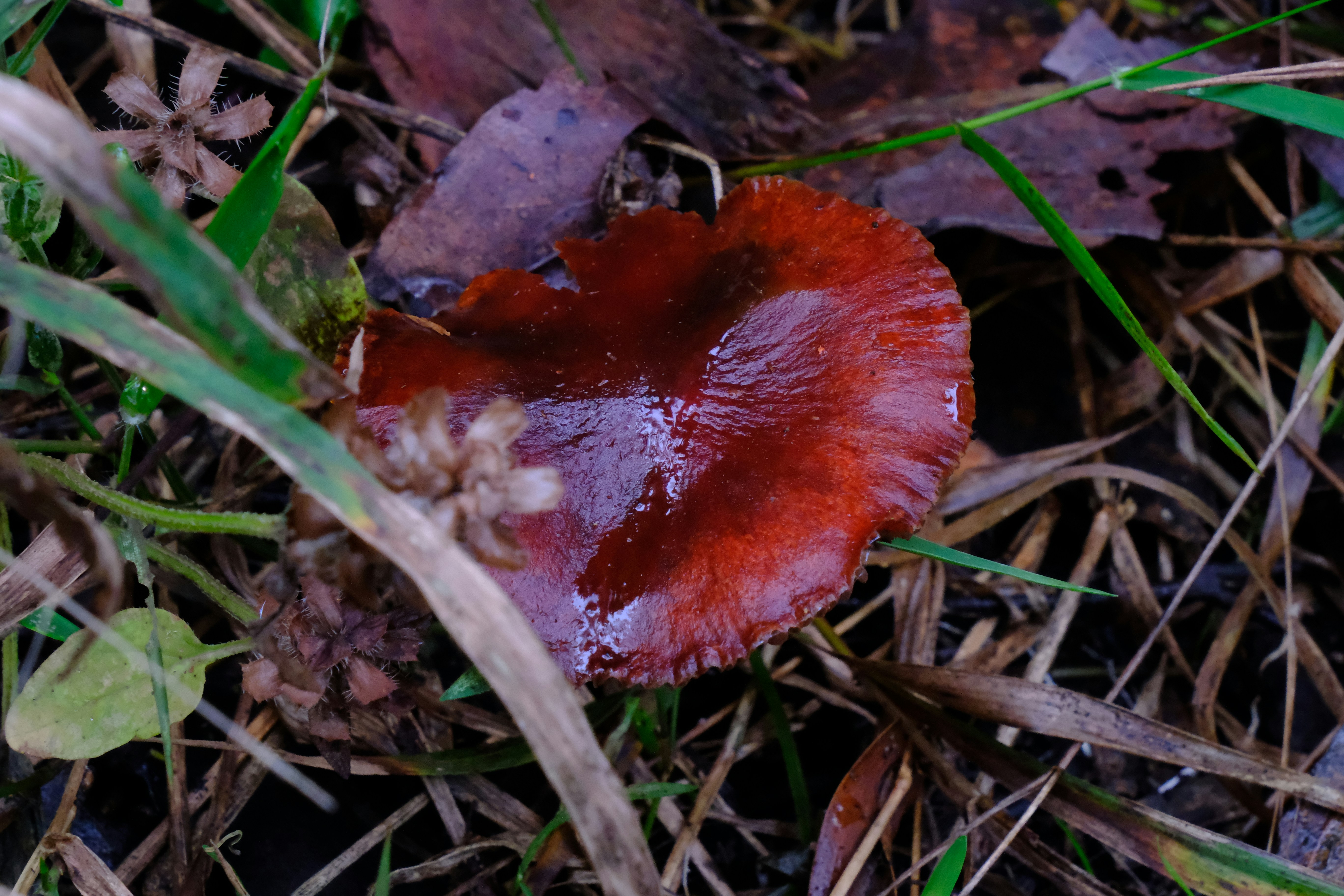 Crimson Cap in Damp Leaf Litter: A Quiet Micro-Scene
