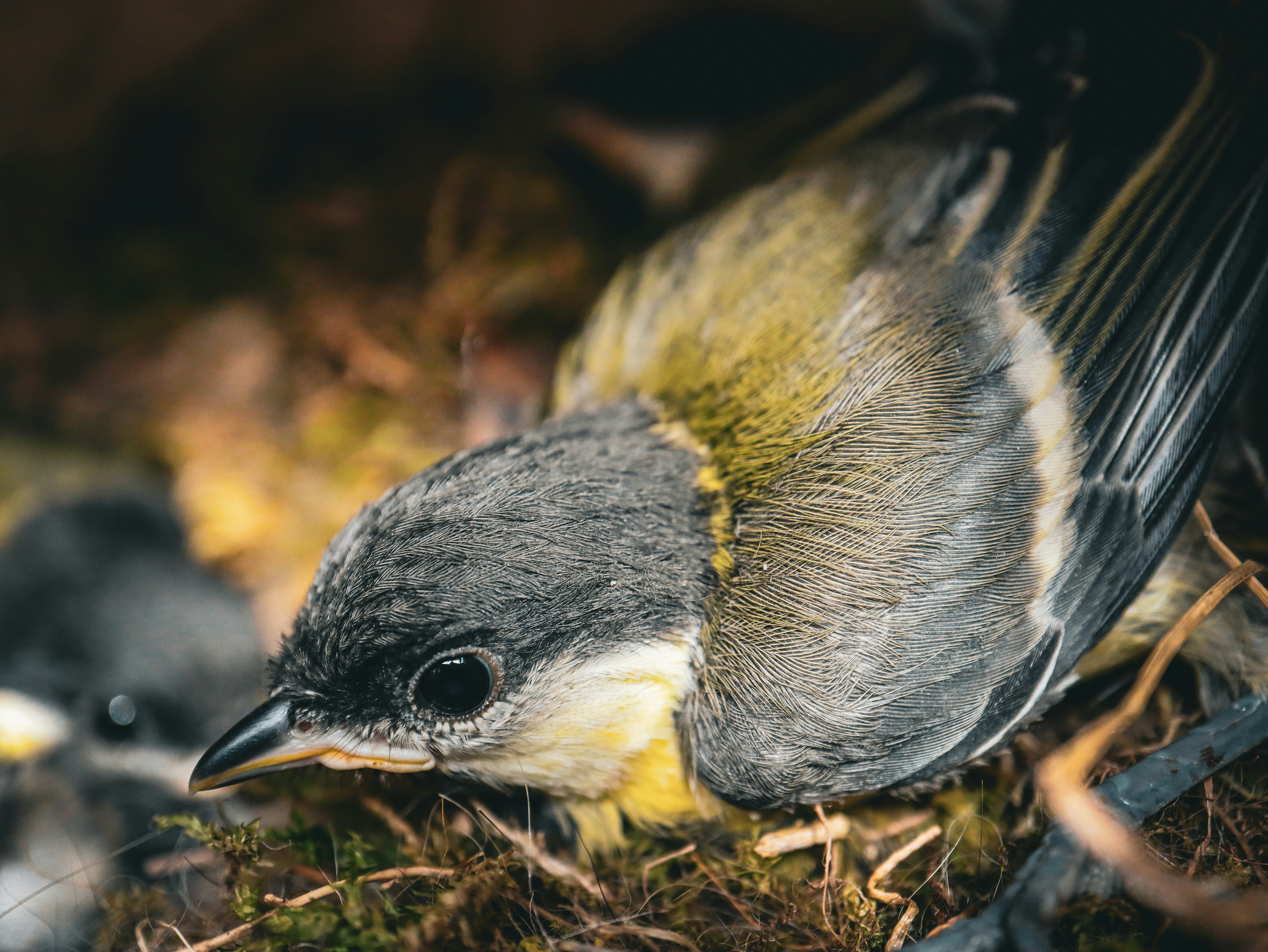 Yellow-capped Warbler in a Mossy Nest Scene