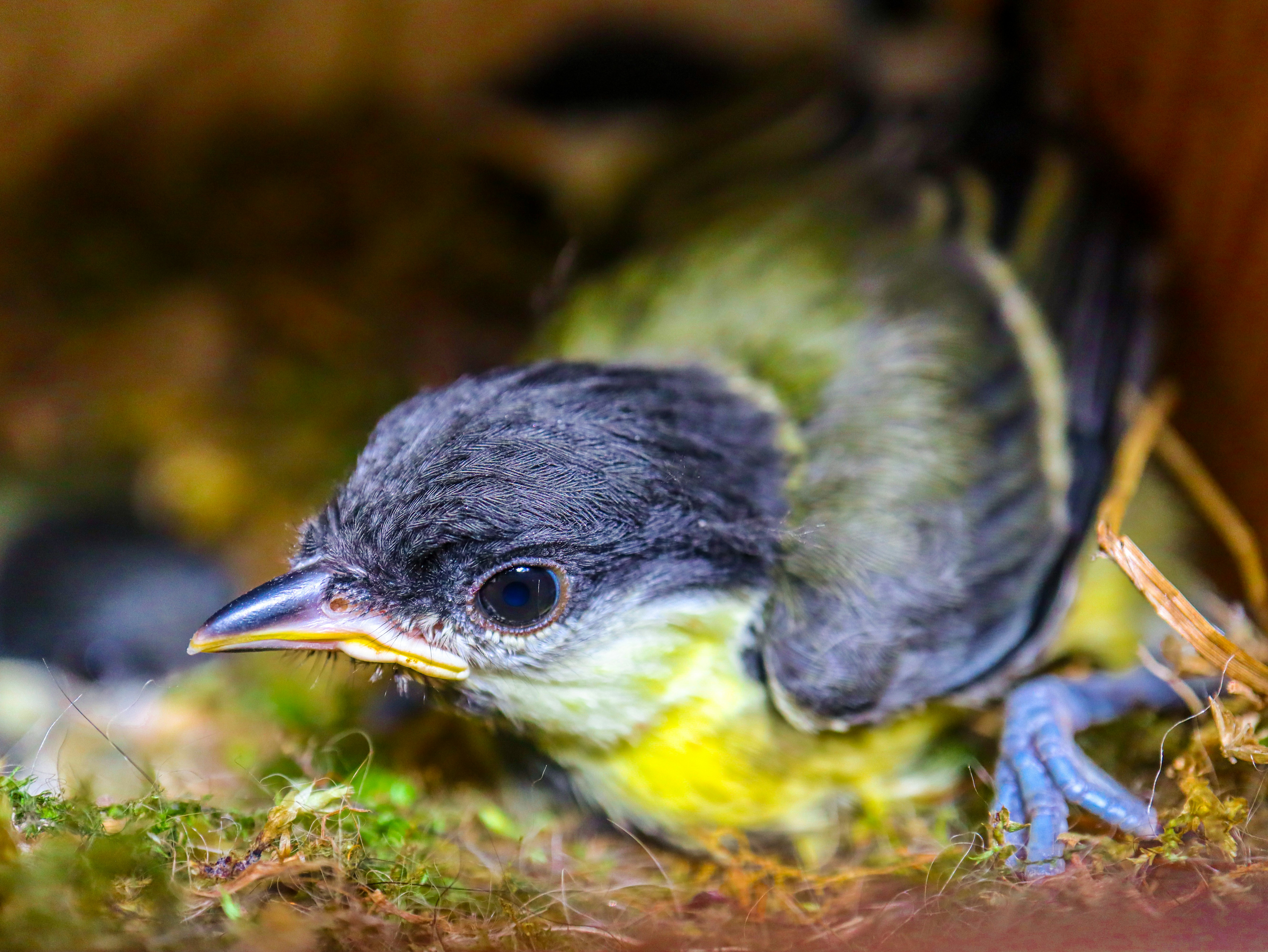 Curious Yellow-bellied Juvenile at the Mossy Edge