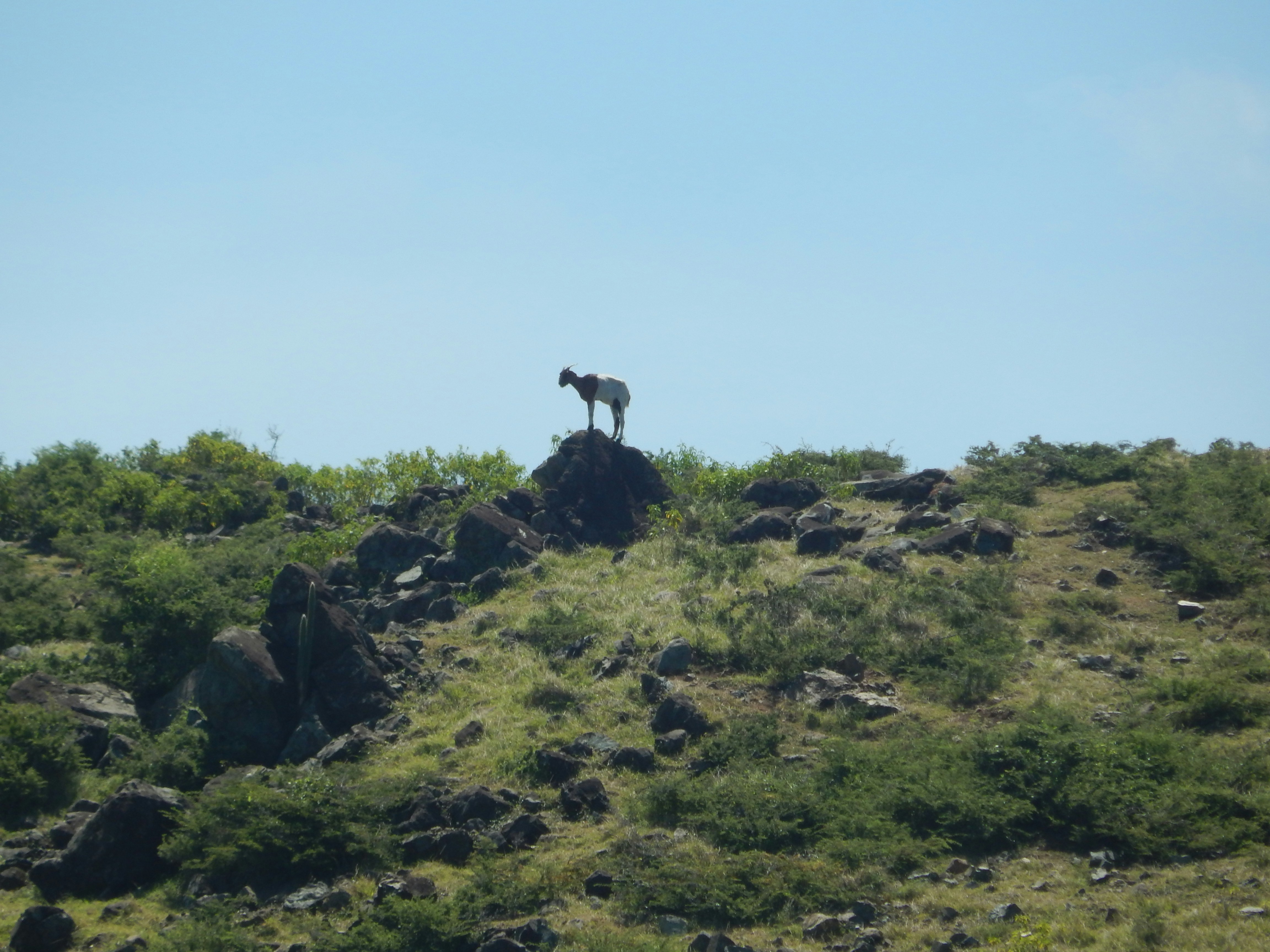 A lone animal stands atop a rocky crest with sparse greenery under a clear blue sky. This landscape photograph captures a quiet moment on the hillside.