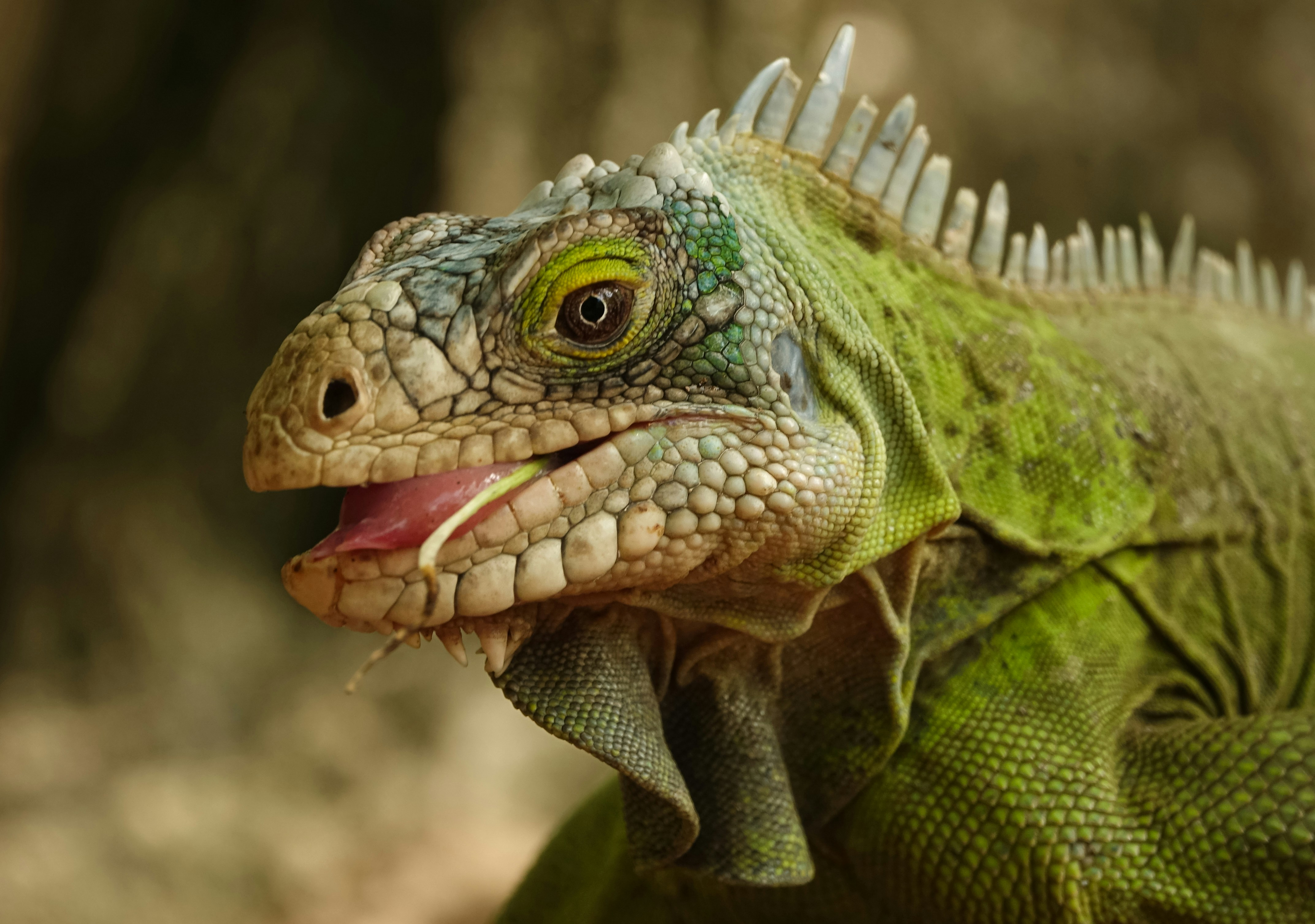 Close-up photograph of a green iguana head, highlighting textured scales, vivid eye, and spiny crest against a blurred natural background. The shot emphasizes natural color and intricate details in daylight.