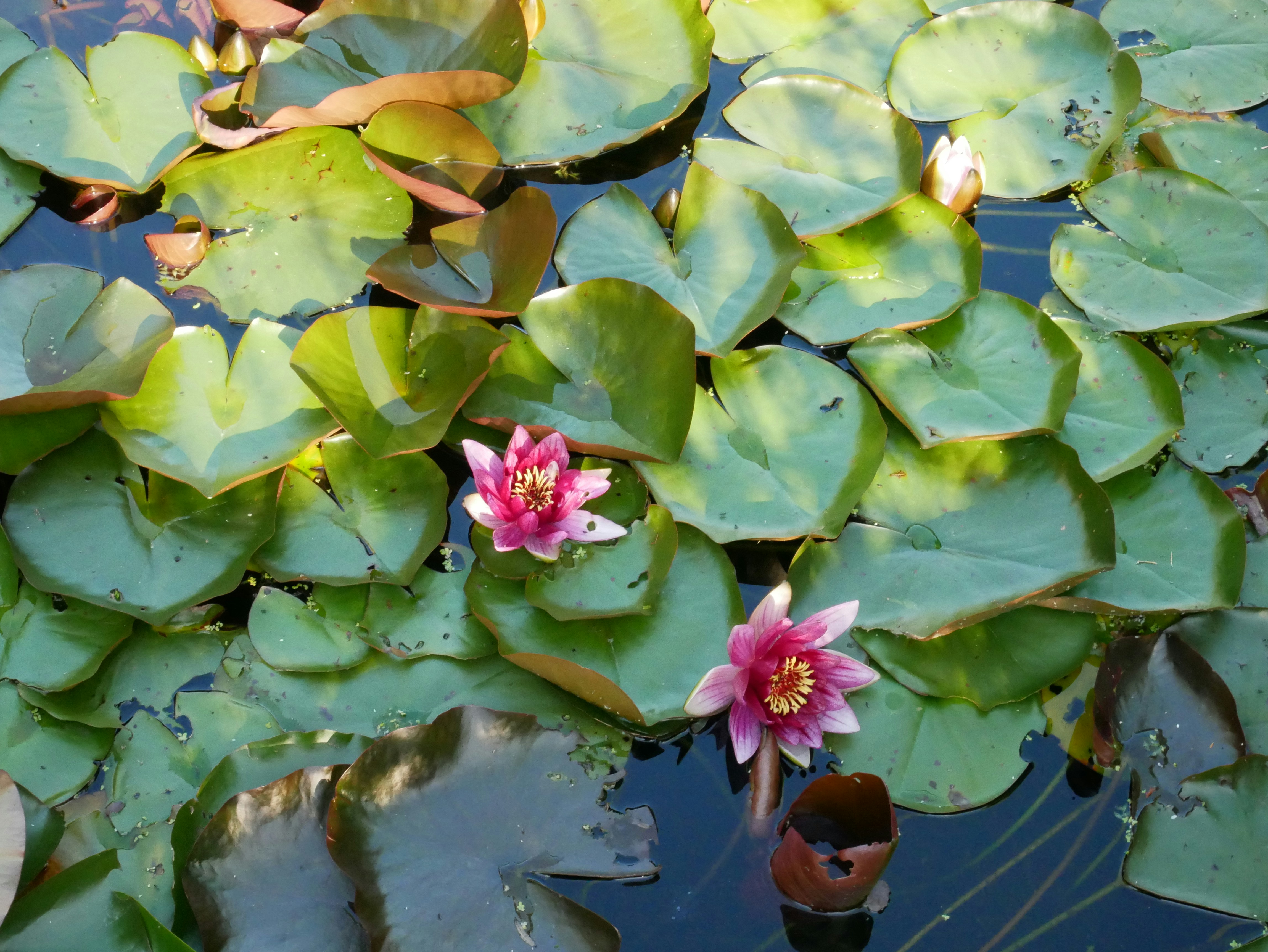 Twin Pink Water Lilies Float Across a Quilt of Green Lily Pads