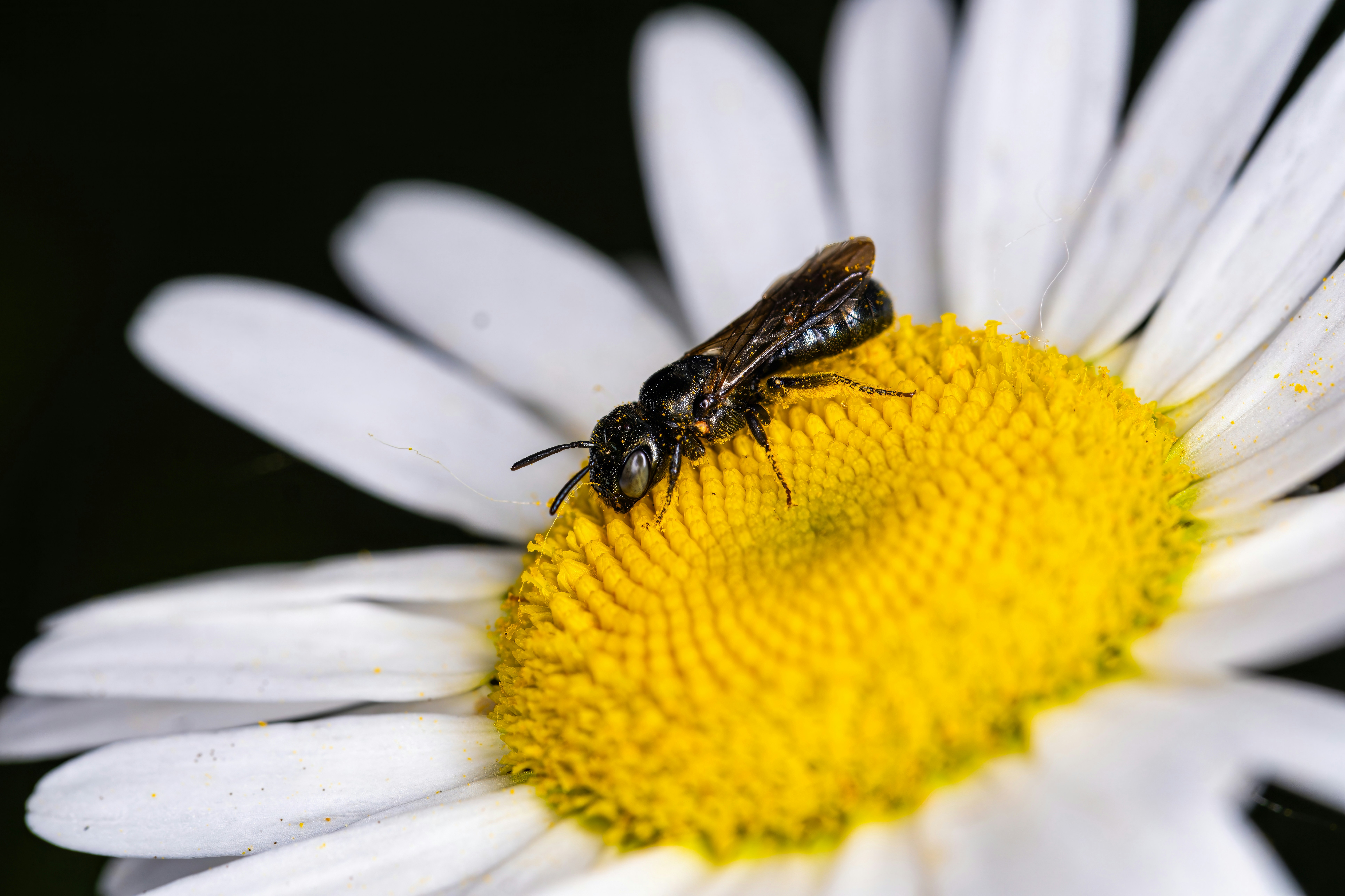 A close up of a flower with a bug on it