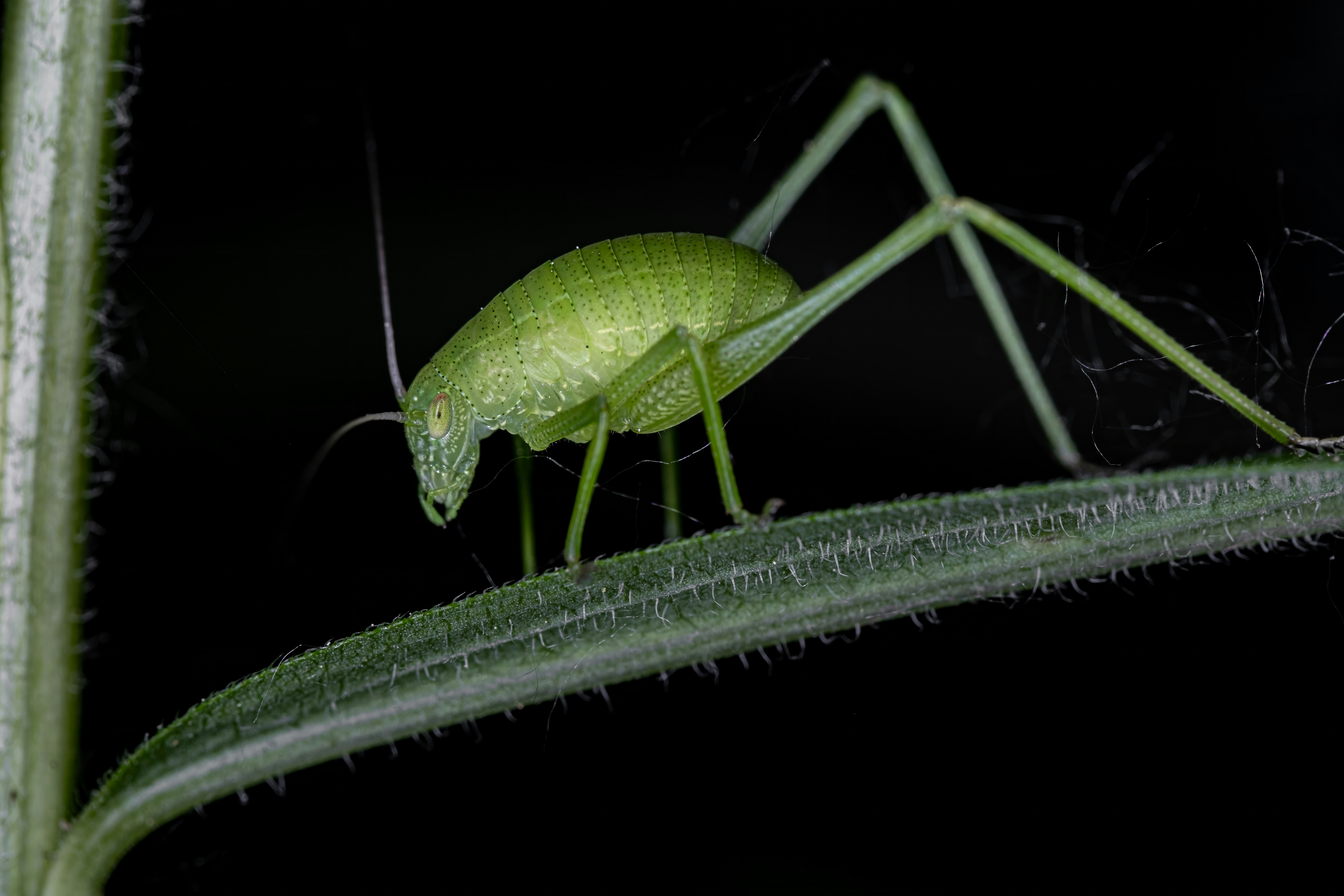 Emerald Sentinel on a Velvet Stem