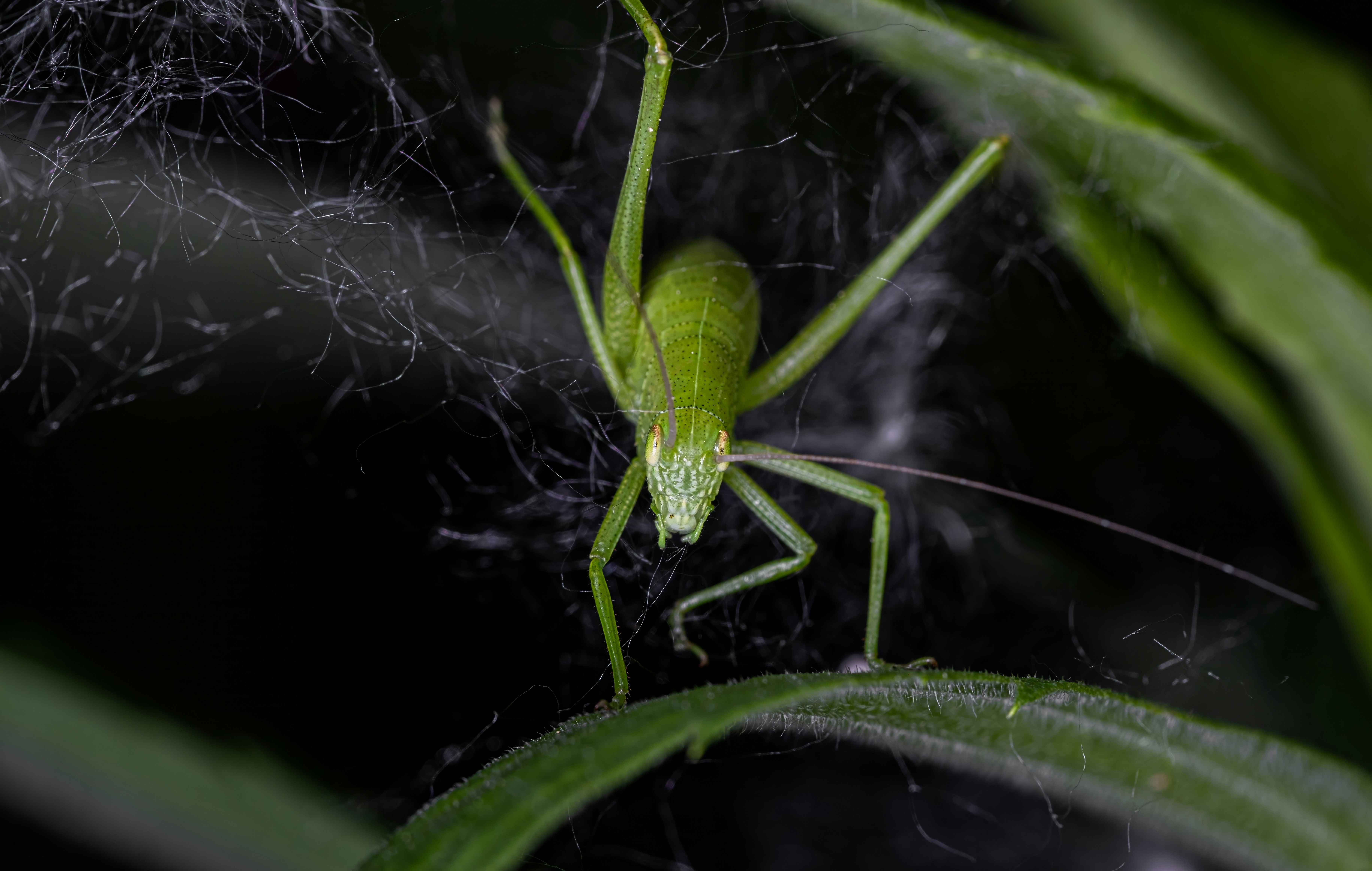 Emerald Arachnid among Silk Threads