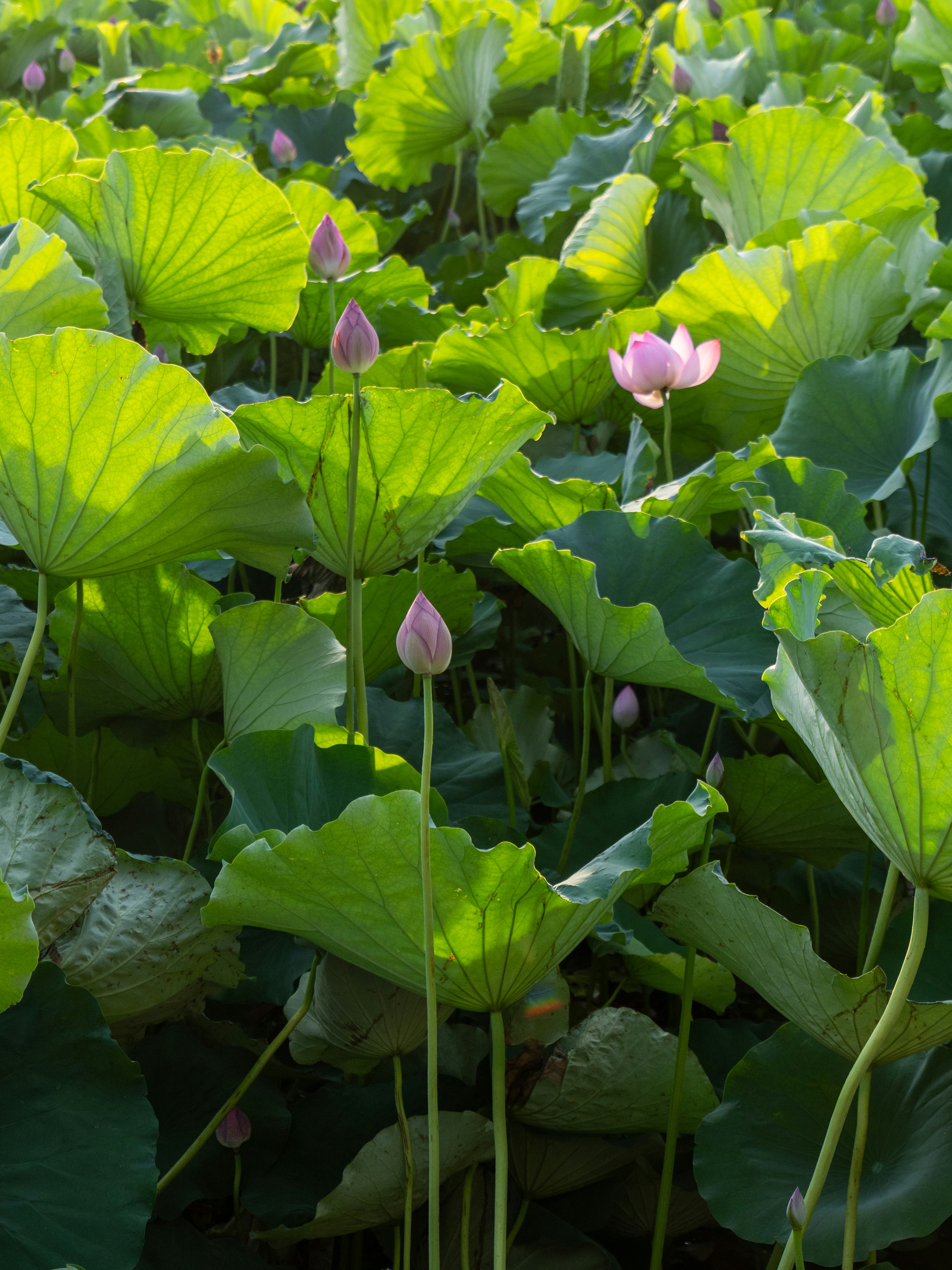 Pink Lotus Amid the Green Sea: A Quiet Pond Moment