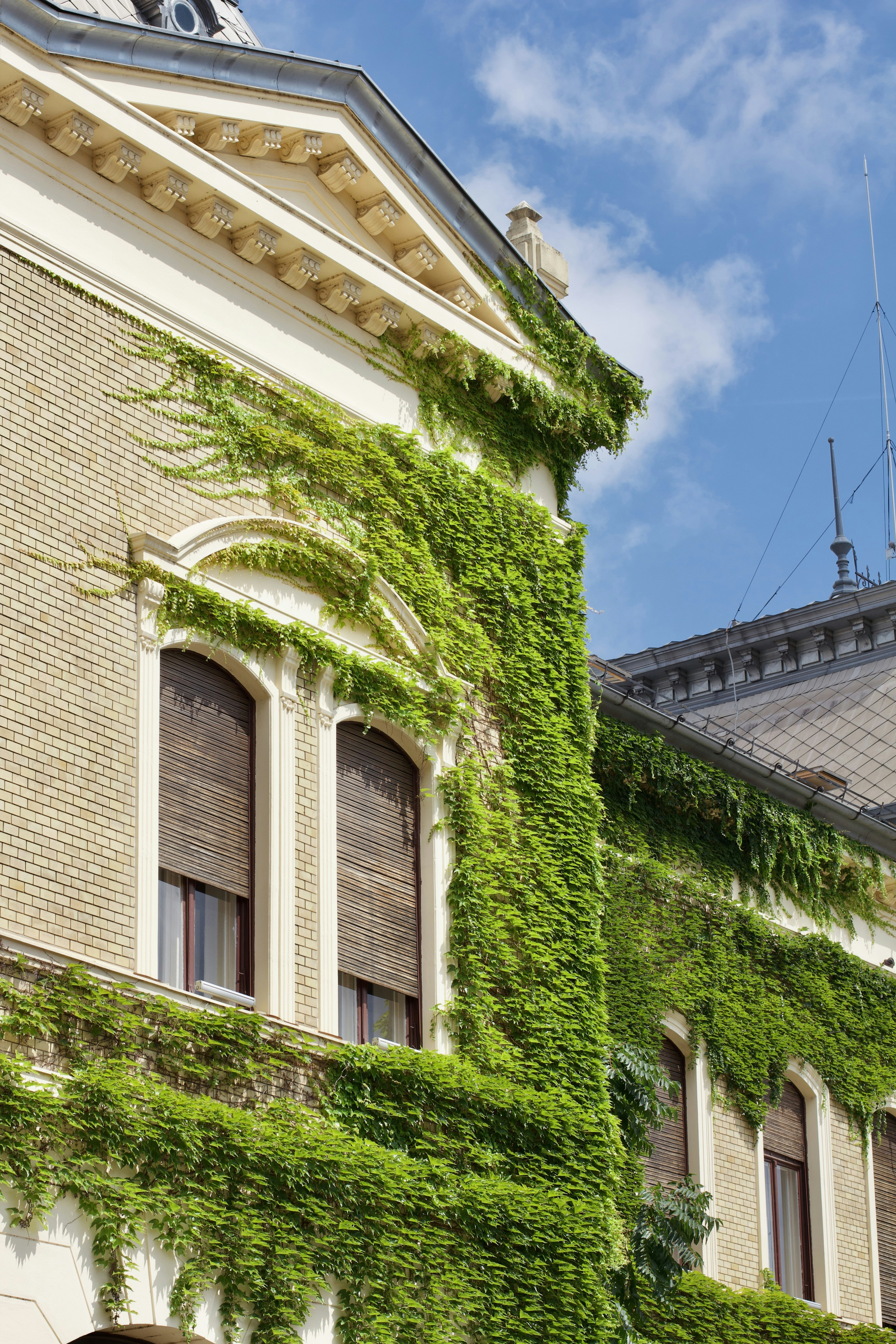 Sunlit Ivy on a Historic Brick Facade: Arched Windows in Green