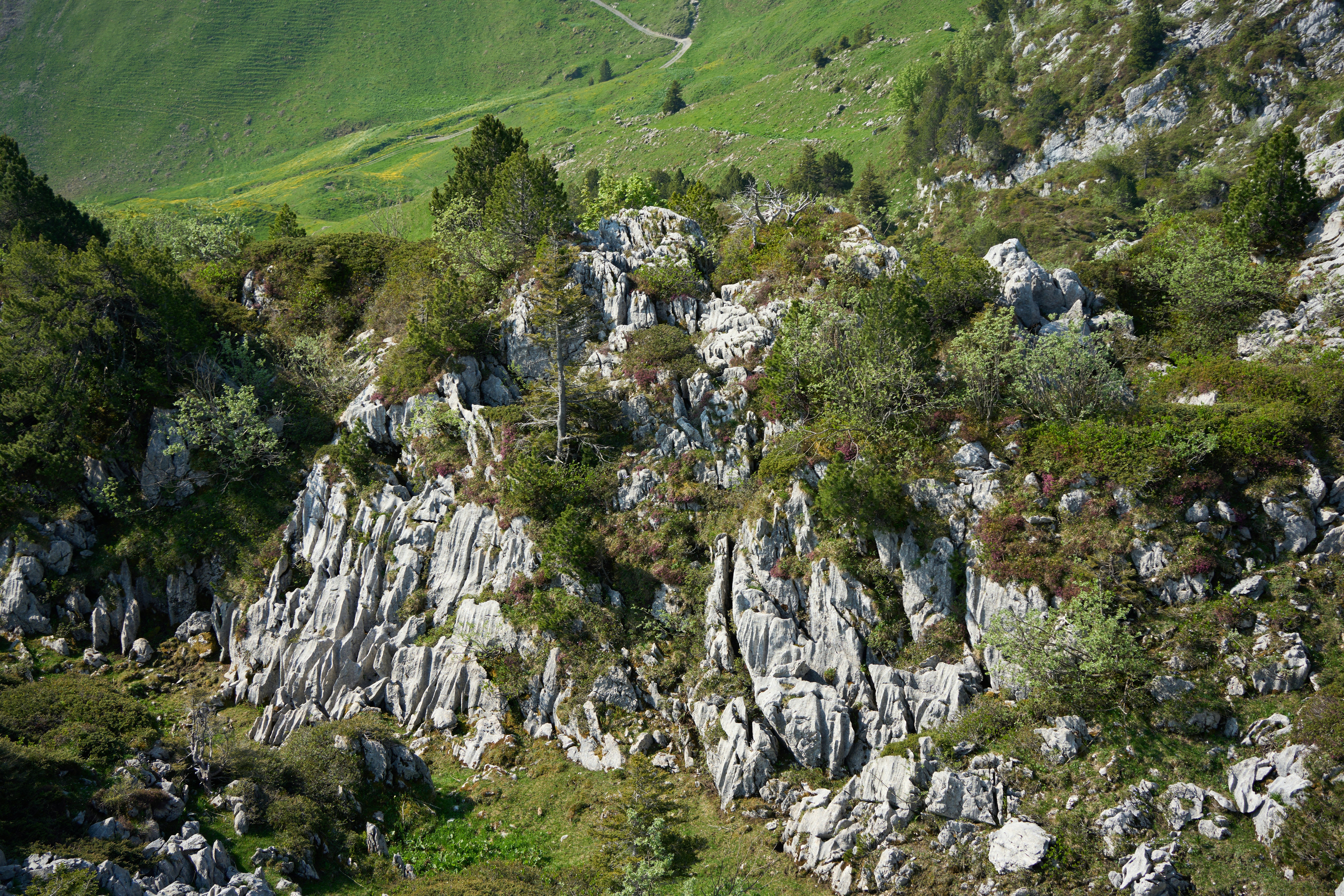 A mountain side with a green hillside and trees photo – Free Forest ...