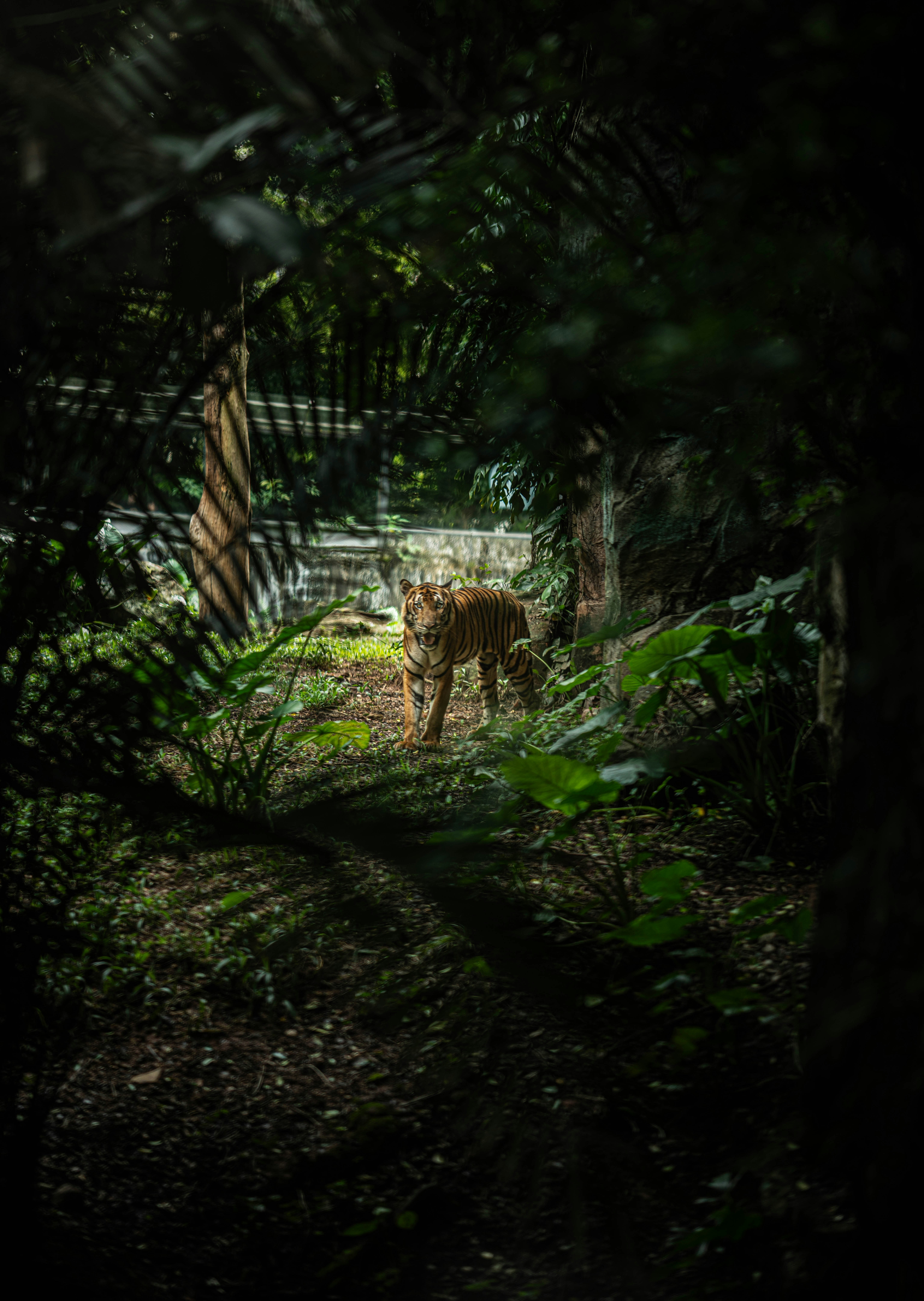 Tiger Emerges from the Rim of the Jungle