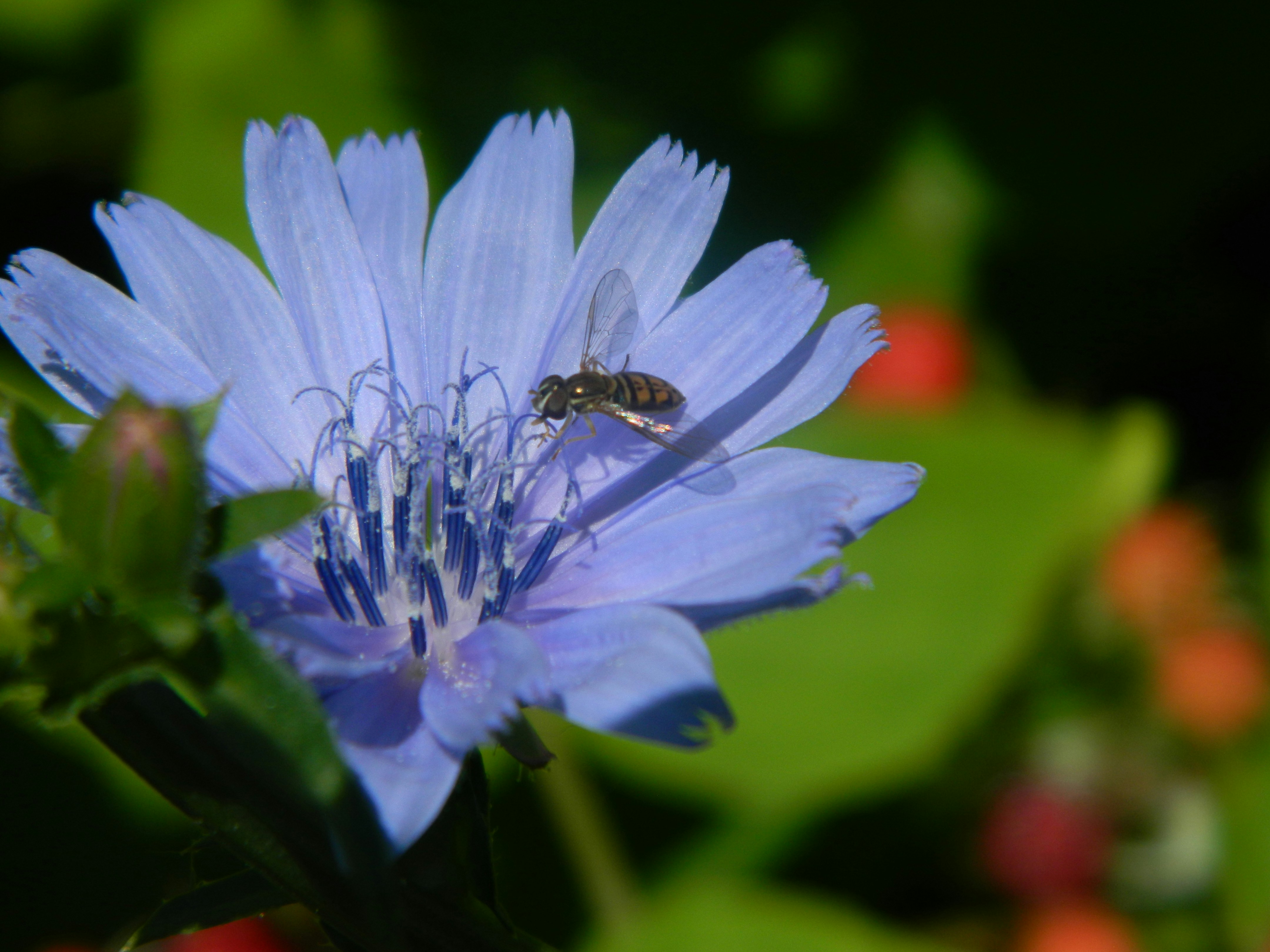 A fly on a blueish-purpleish cornflower with some unripe black razzberries in the backround.