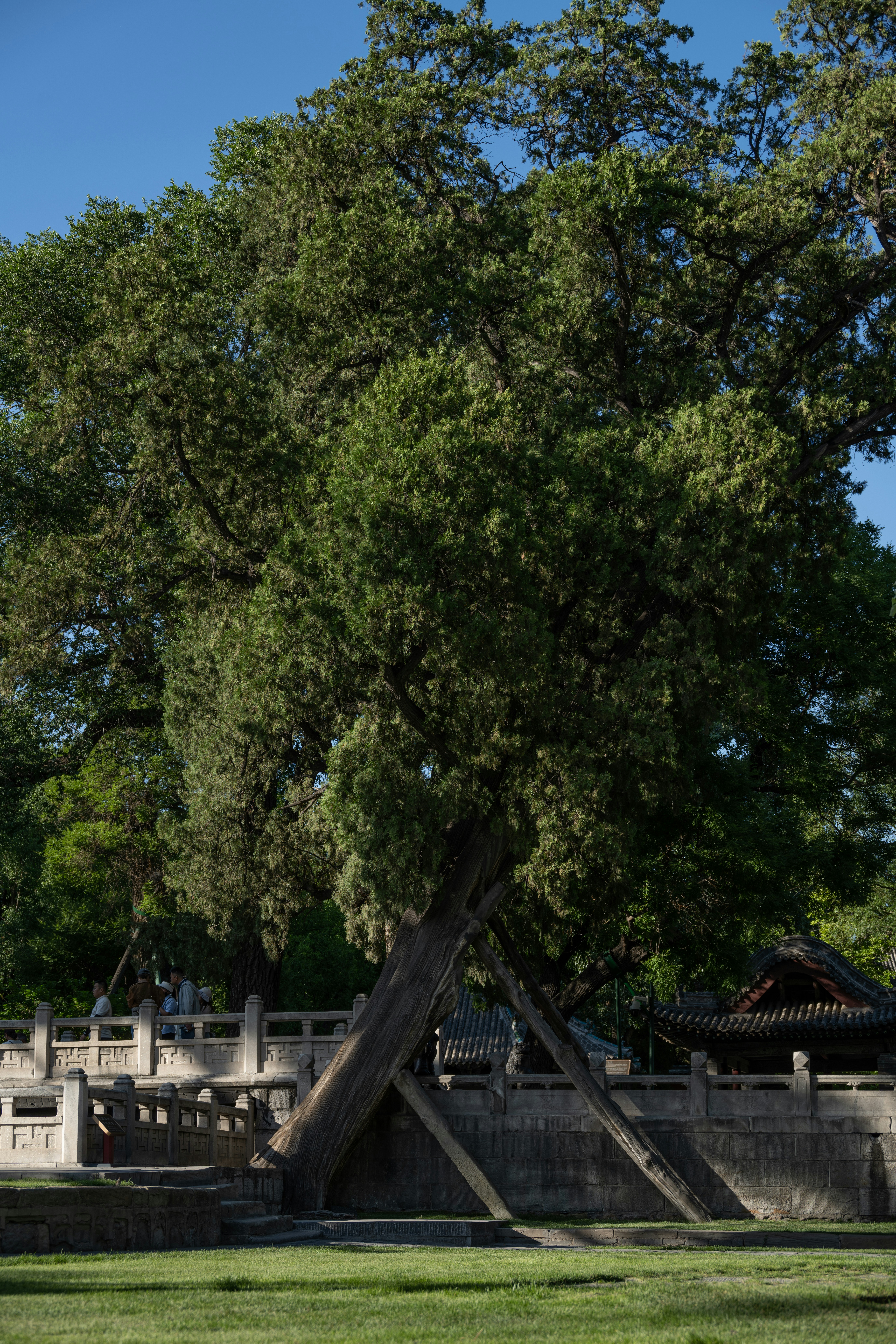 Ancient Tree Forges Shade Over a Tranquil Heritage Bridge