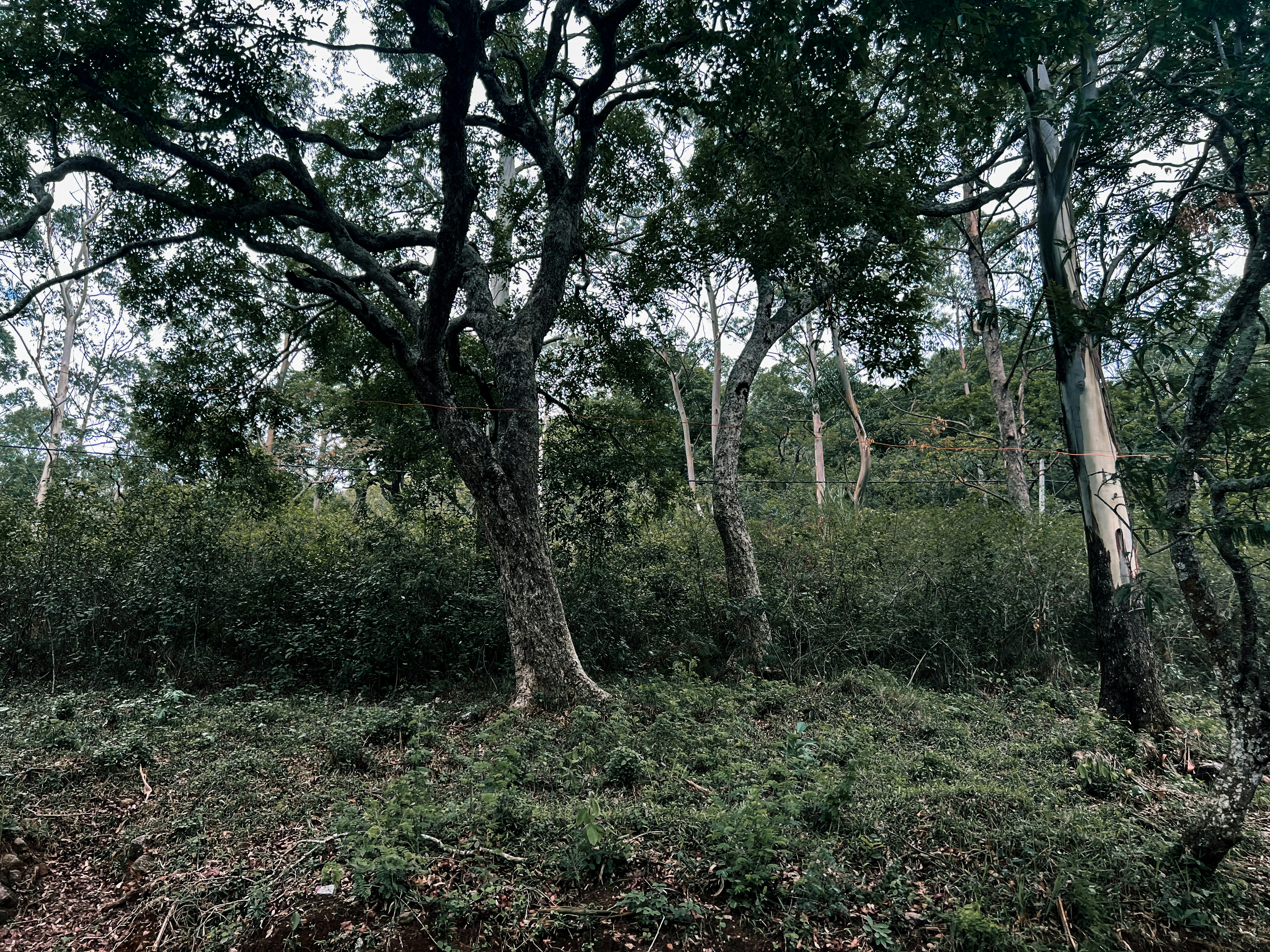 A forest filled with lots of trees and bushes photo – Free Yercaud ...