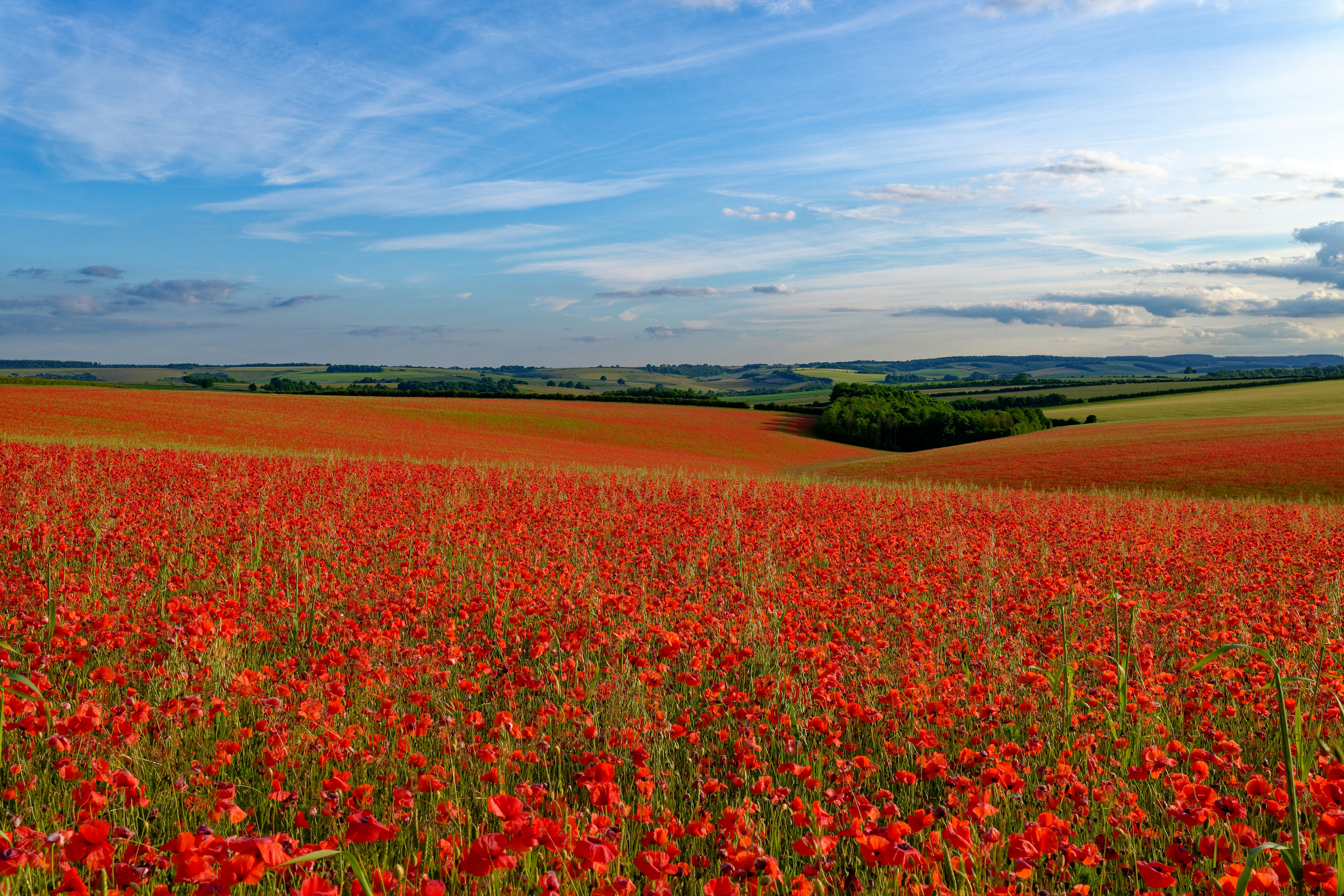 A field full of red flowers under a blue sky photo – Free Wiltshire ...