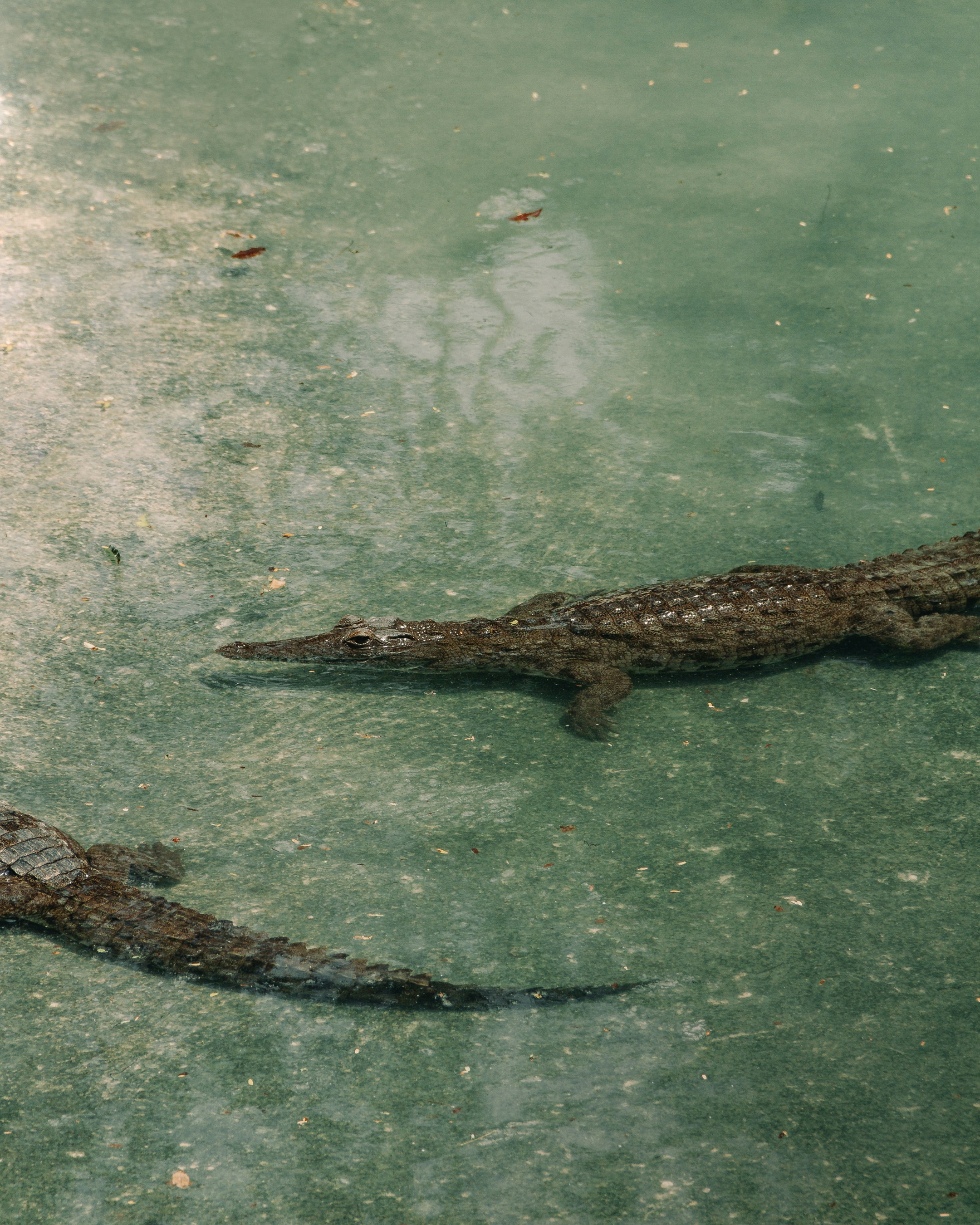 A couple of alligators that are in the water photo – Free Reptile Image ...