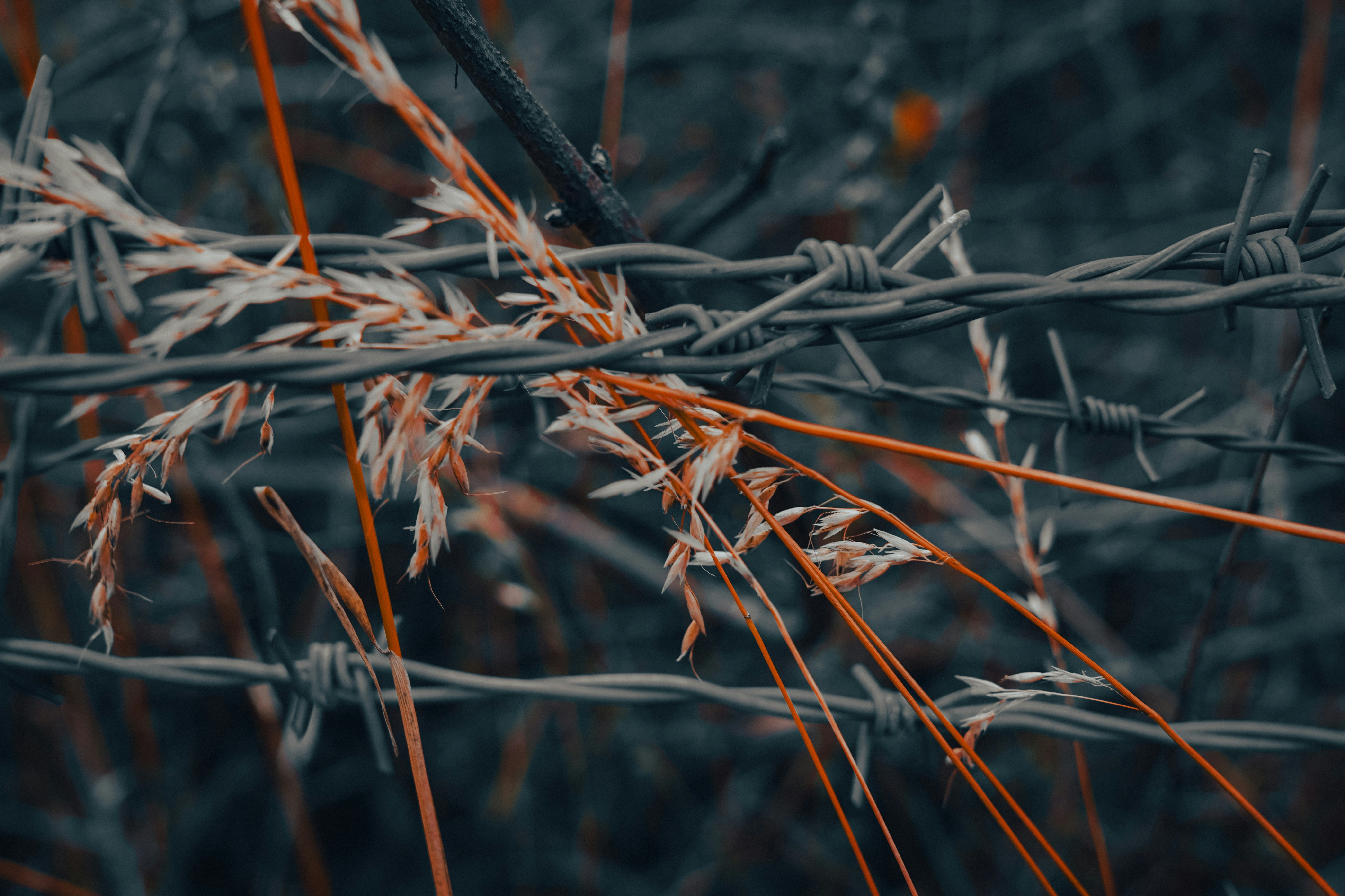 Ember Threads Among Cold Barbs