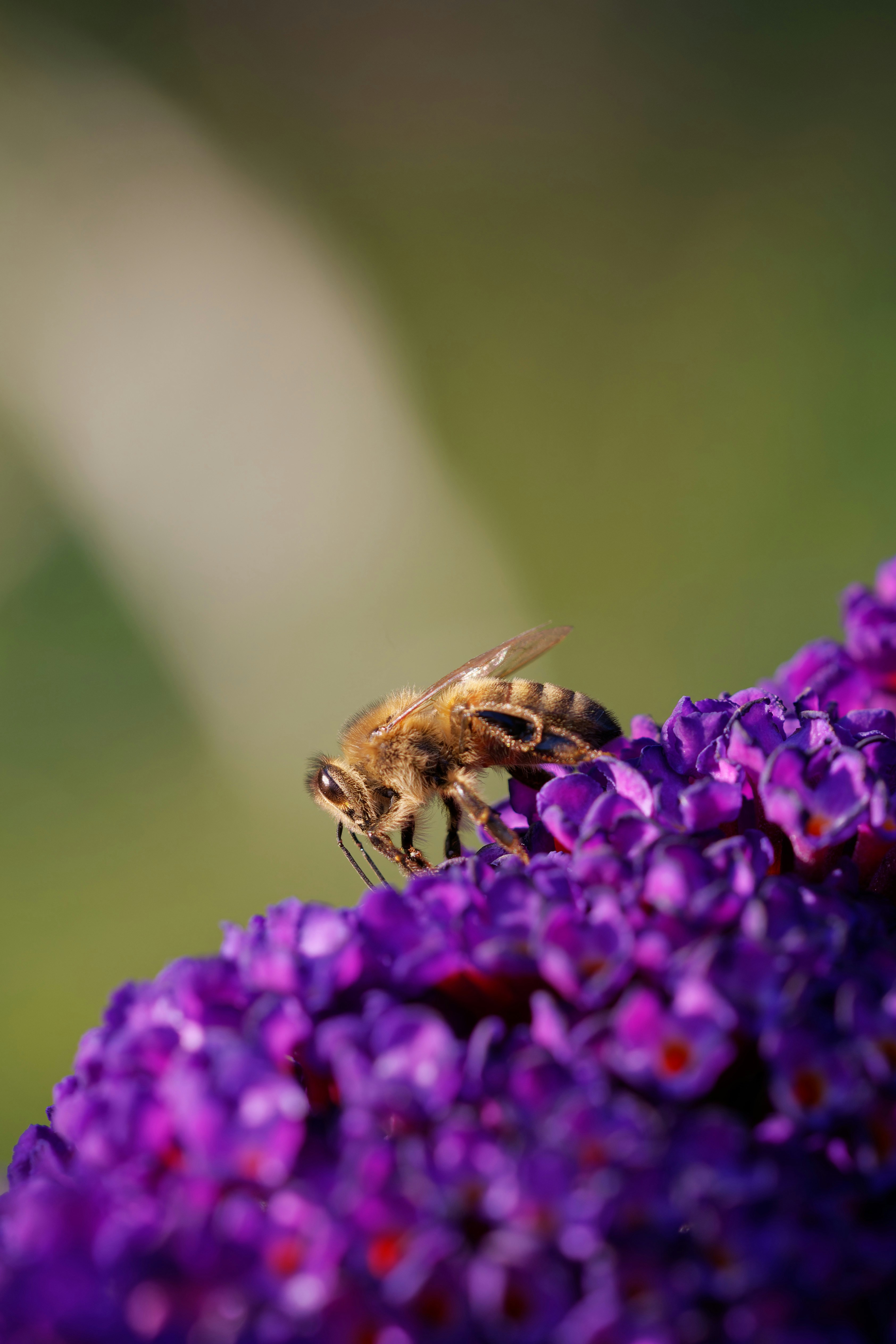 A honeybee gatherers nectar on vivid purple flowers, with a soft, blurred green background highlighting the subject. This is a close-up macro shot of a living insect at work amid vibrant blossoms.