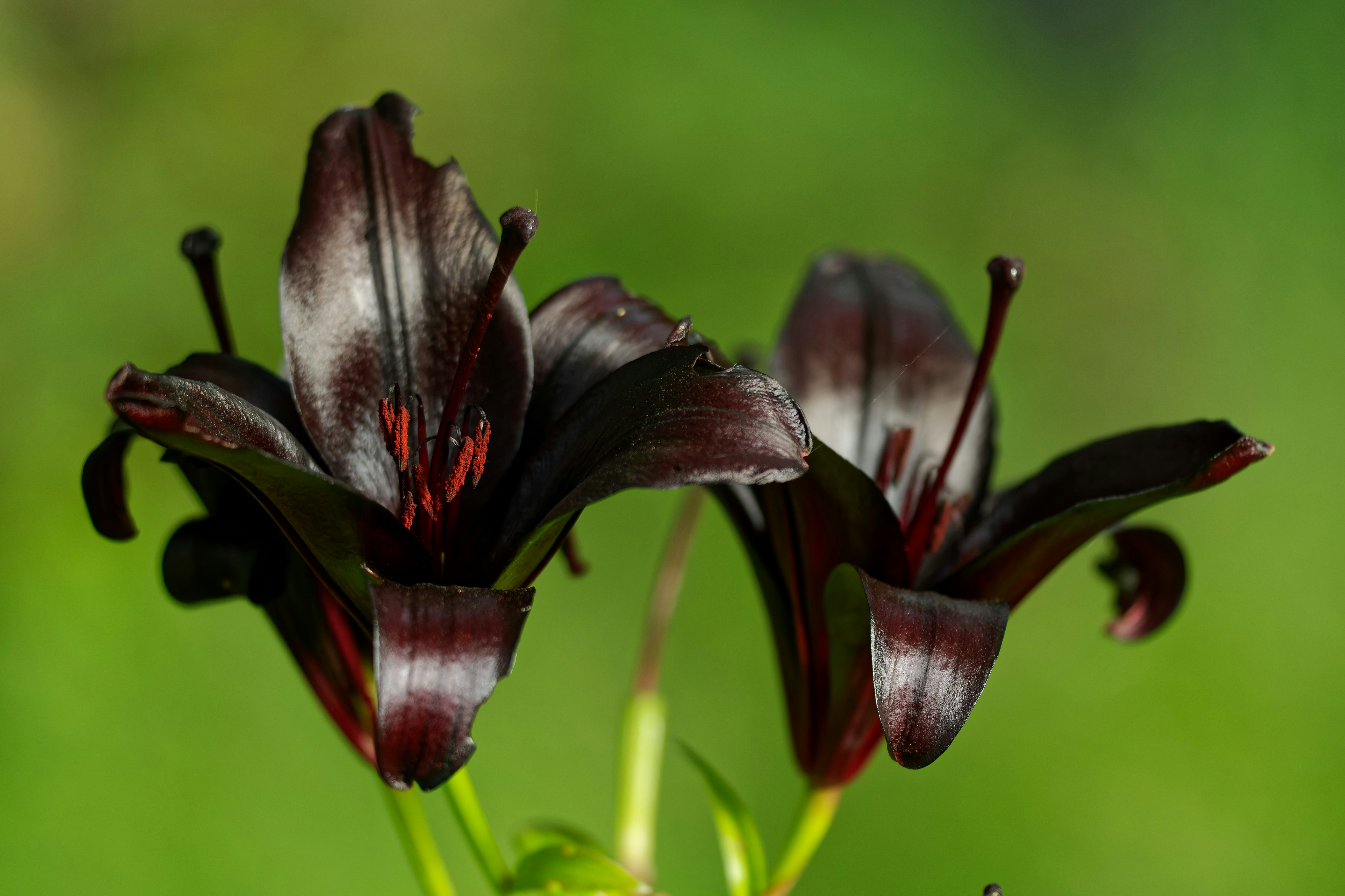 Velvet Midnight Lilies Against a Spring-green Backdrop