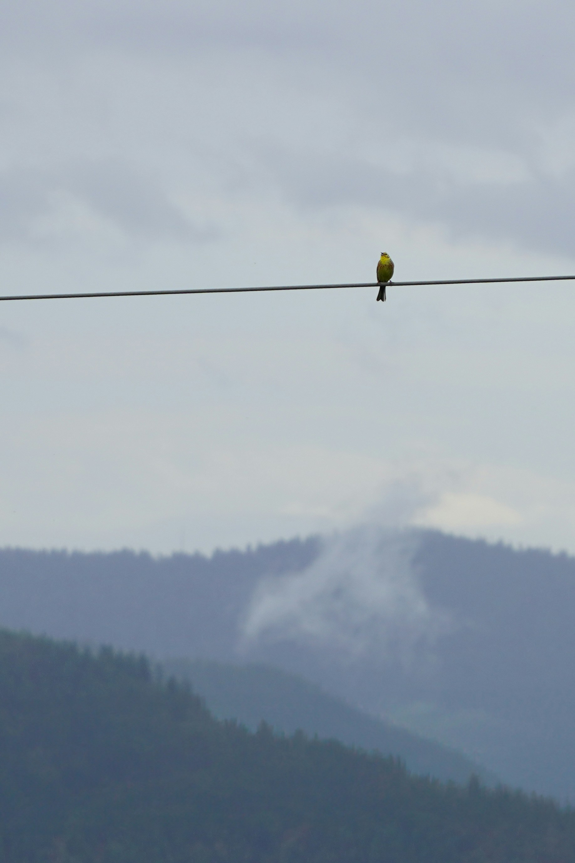 Amber on a Wire Above the Misty Ridge