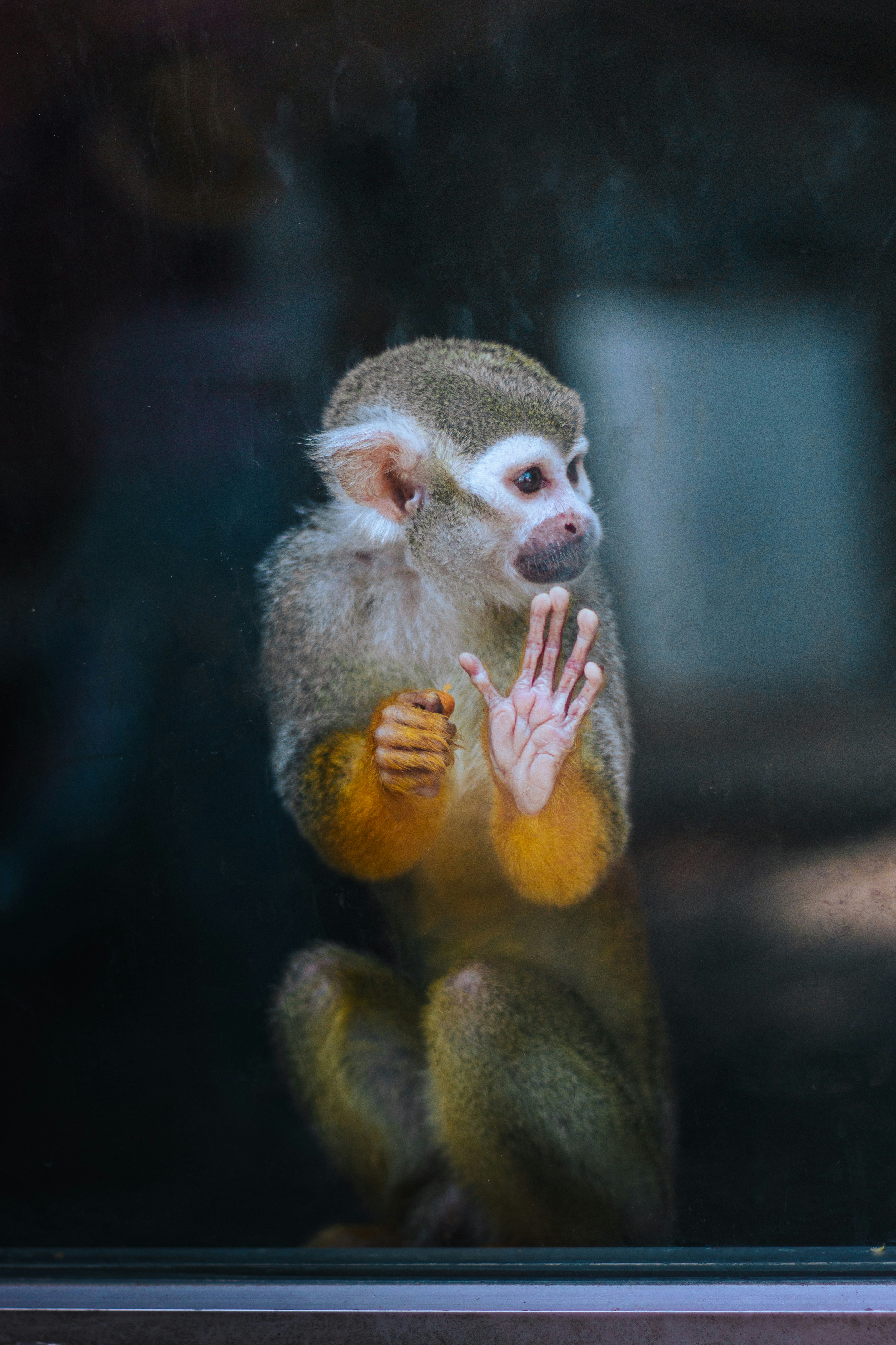 A small monkey sitting on top of a window sill photo – Free Animal ...