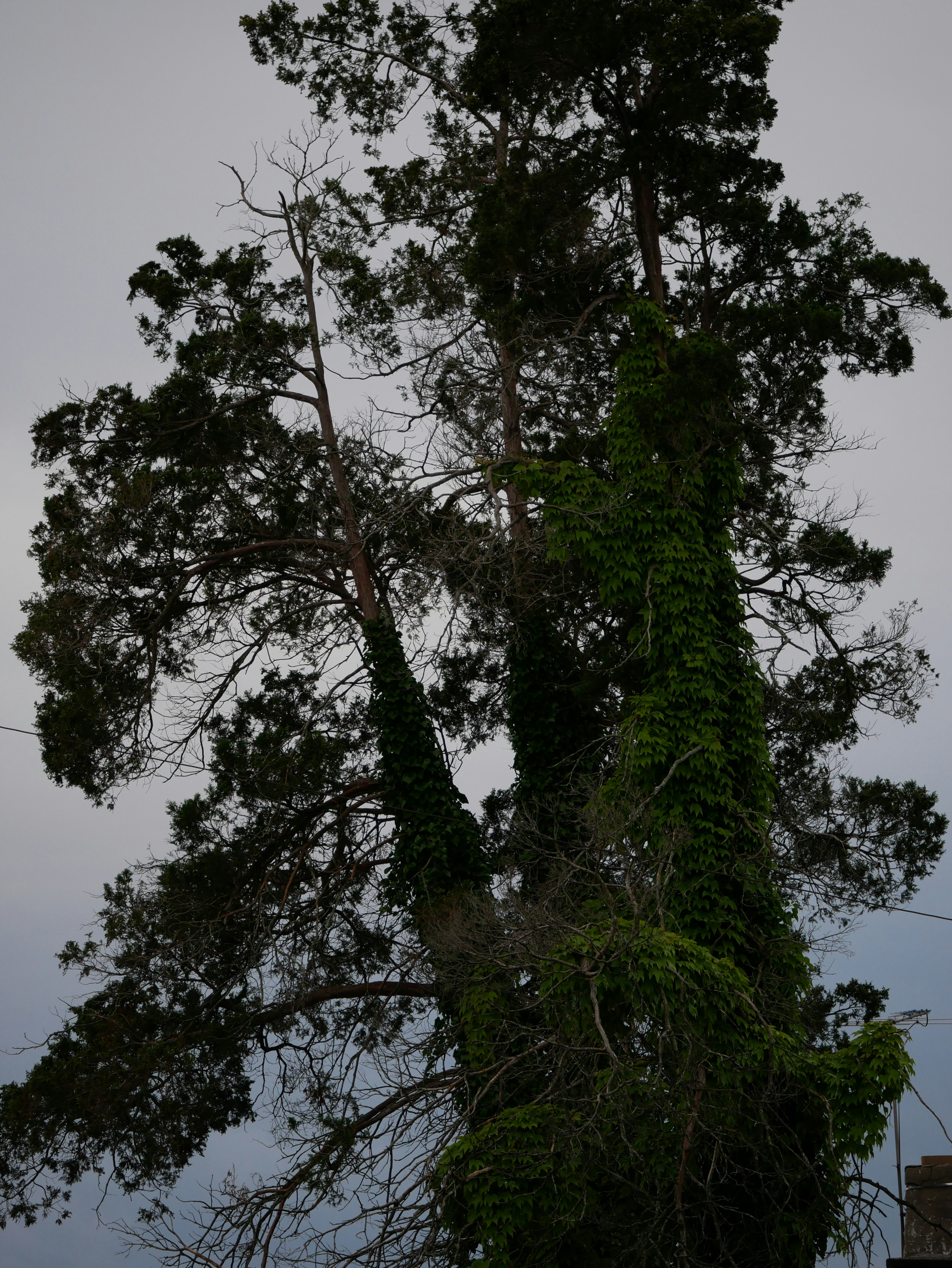 Ivy-Draped Sentinel Against a Somber Sky