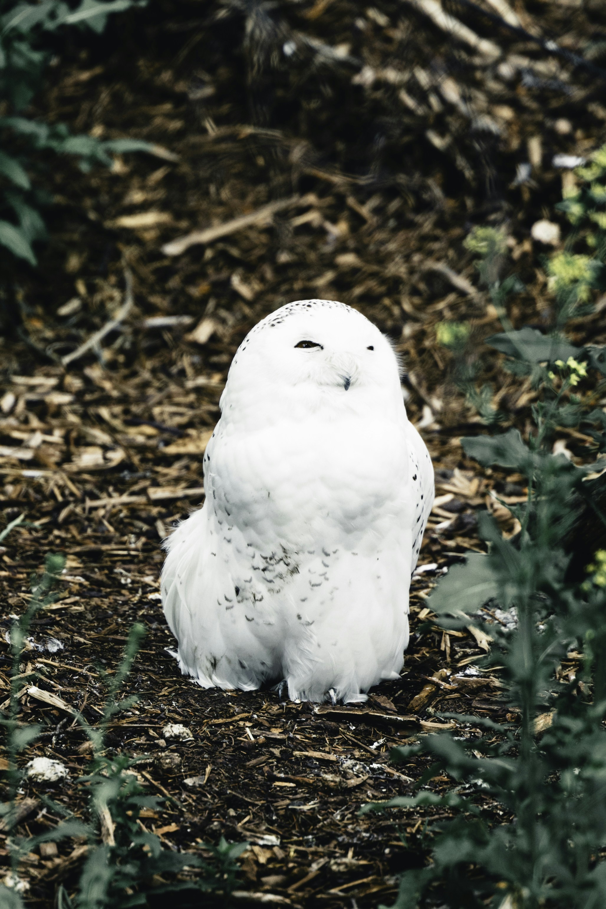 Snowy Owl Resting in a Shadowed Leaf-Litter Clearing