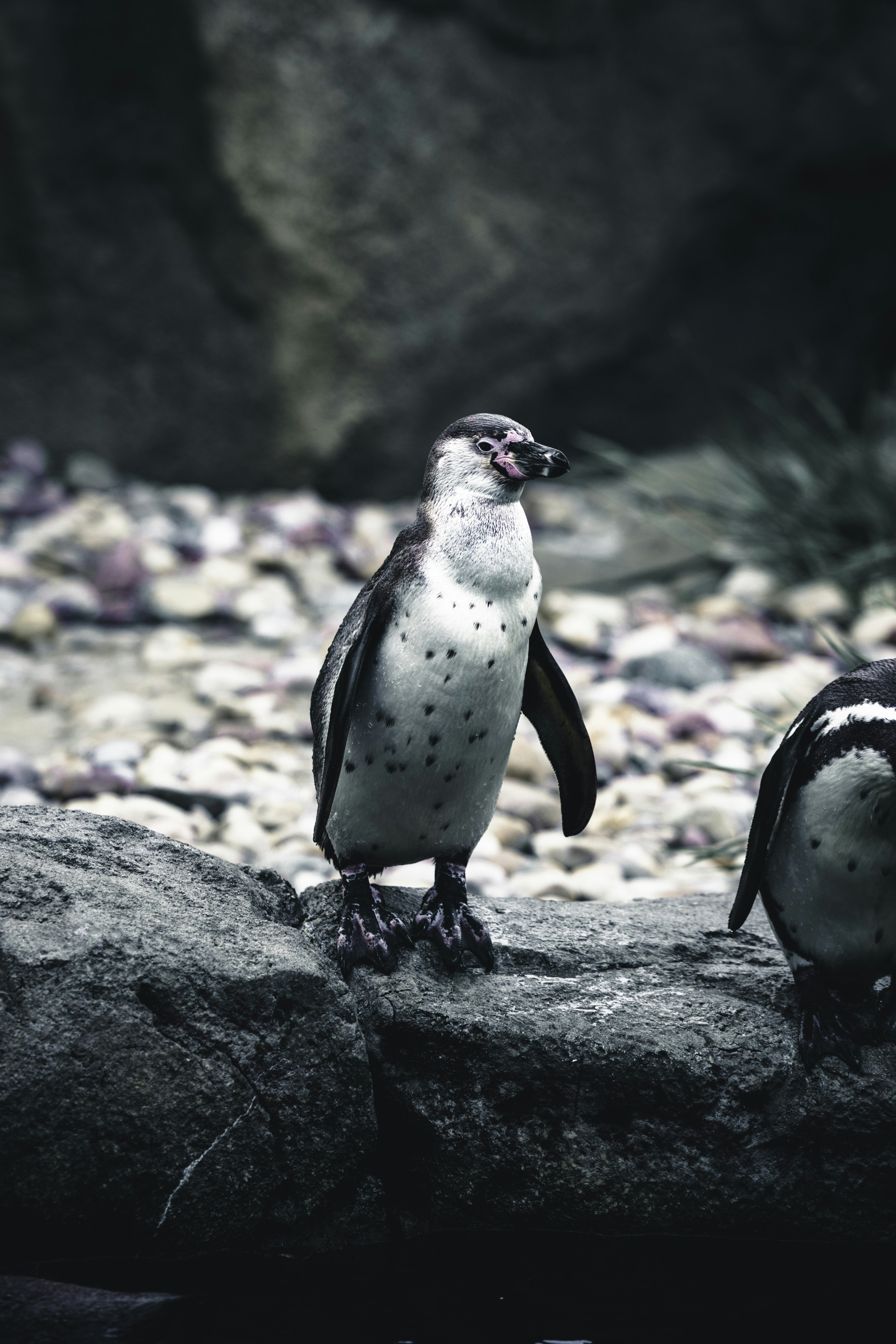 Lone Penguin on a Weathered Rock by a Pebbled Shore