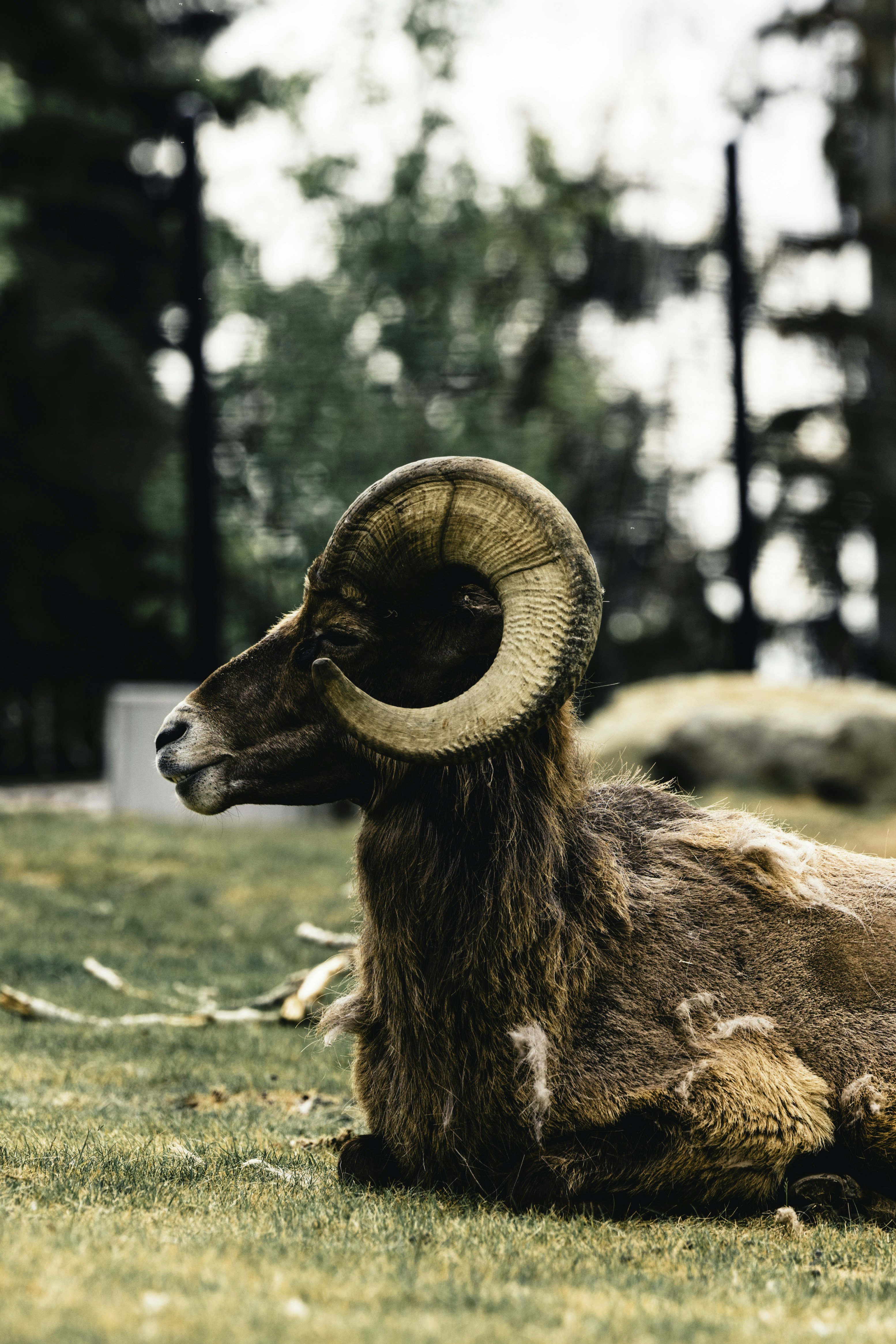 Majestic Ram in a Quiet Park