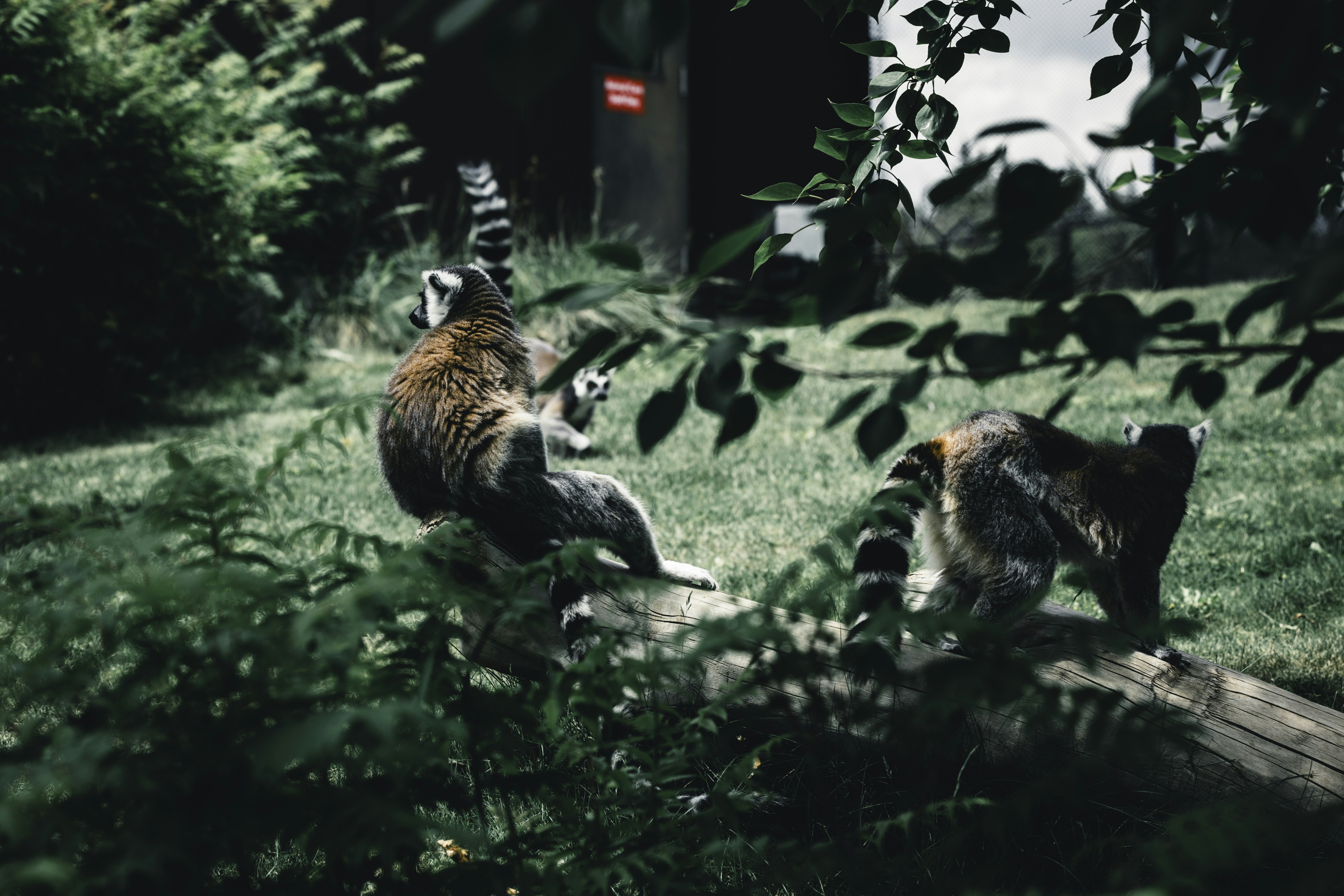 Curious masked wanderers pause in a sun-dappled garden