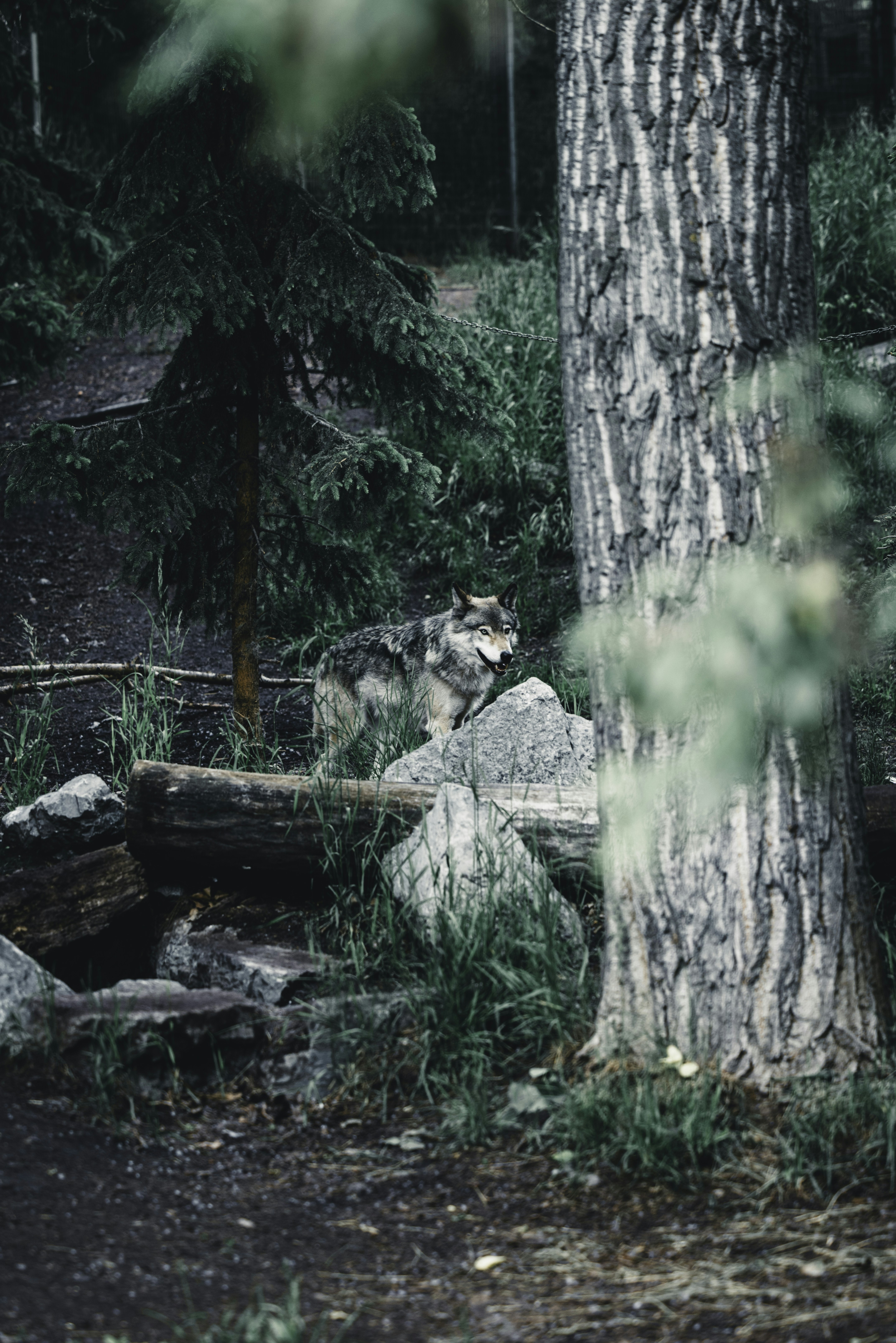 Lone Wolf on a Moss-Covered Rock in Dappled Forest Light