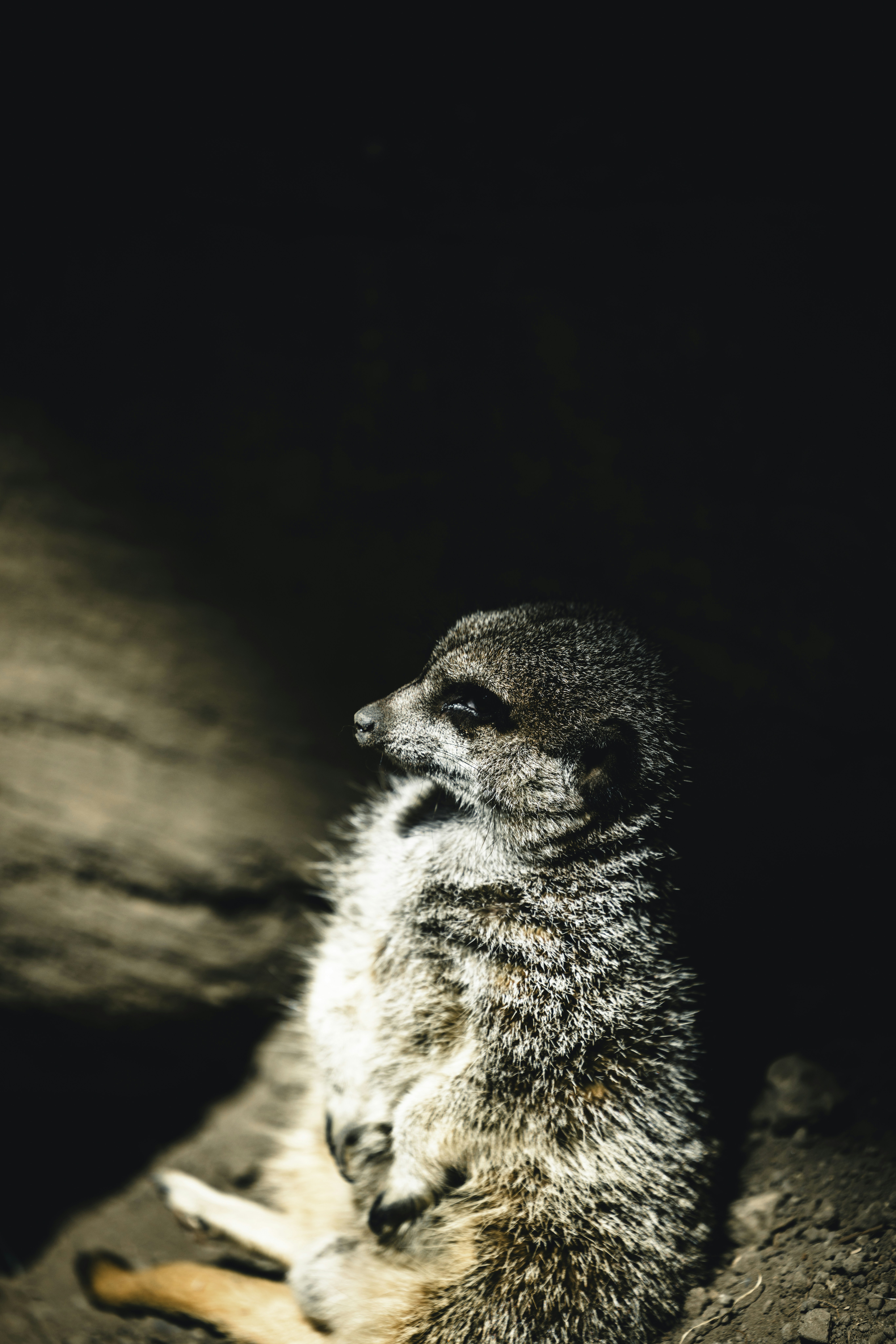 Meerkat in a Shadowed Cave: Quiet Watcher in a Single Beam