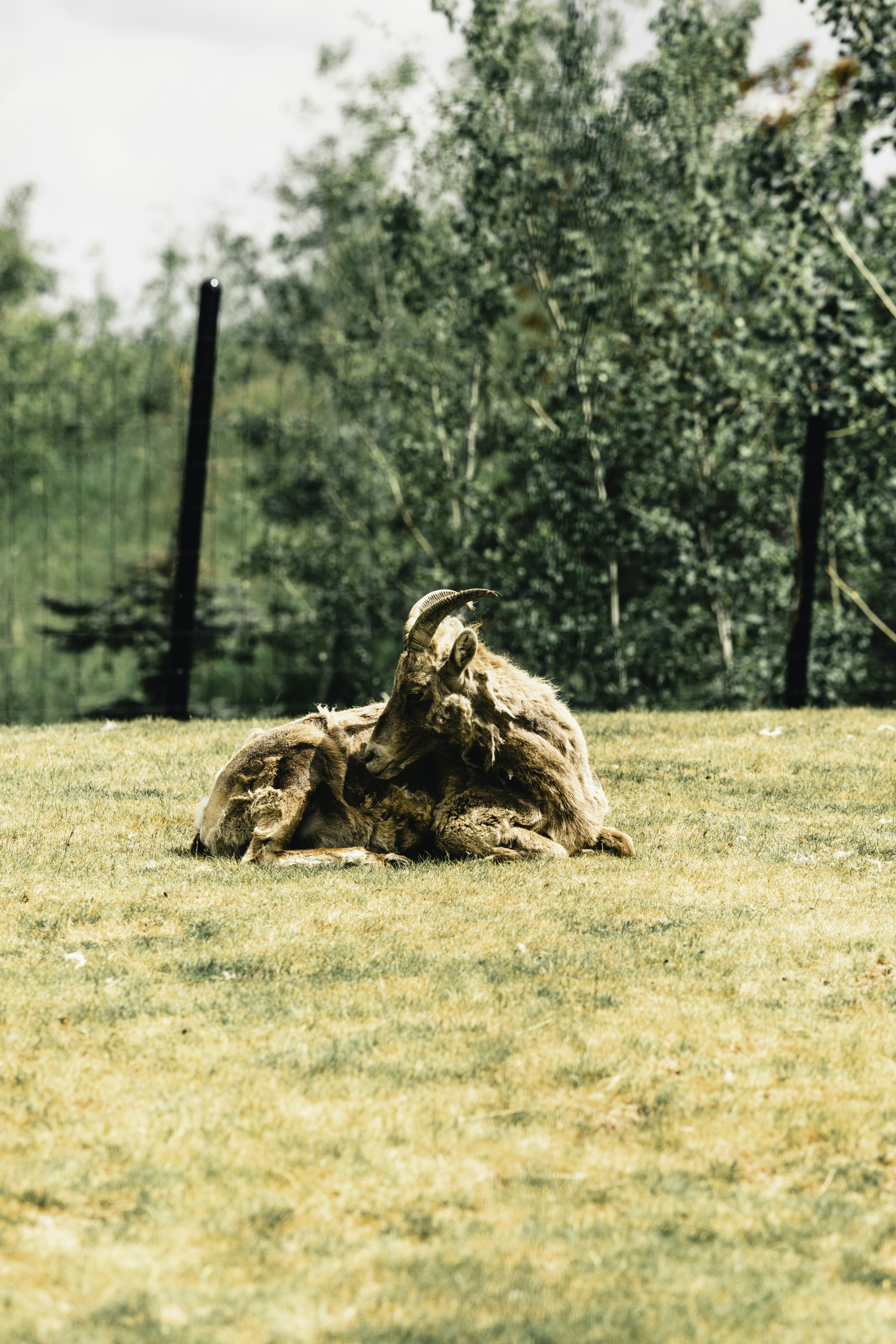 Sunlit Lull: A Ram at Rest in a Quiet Pasture