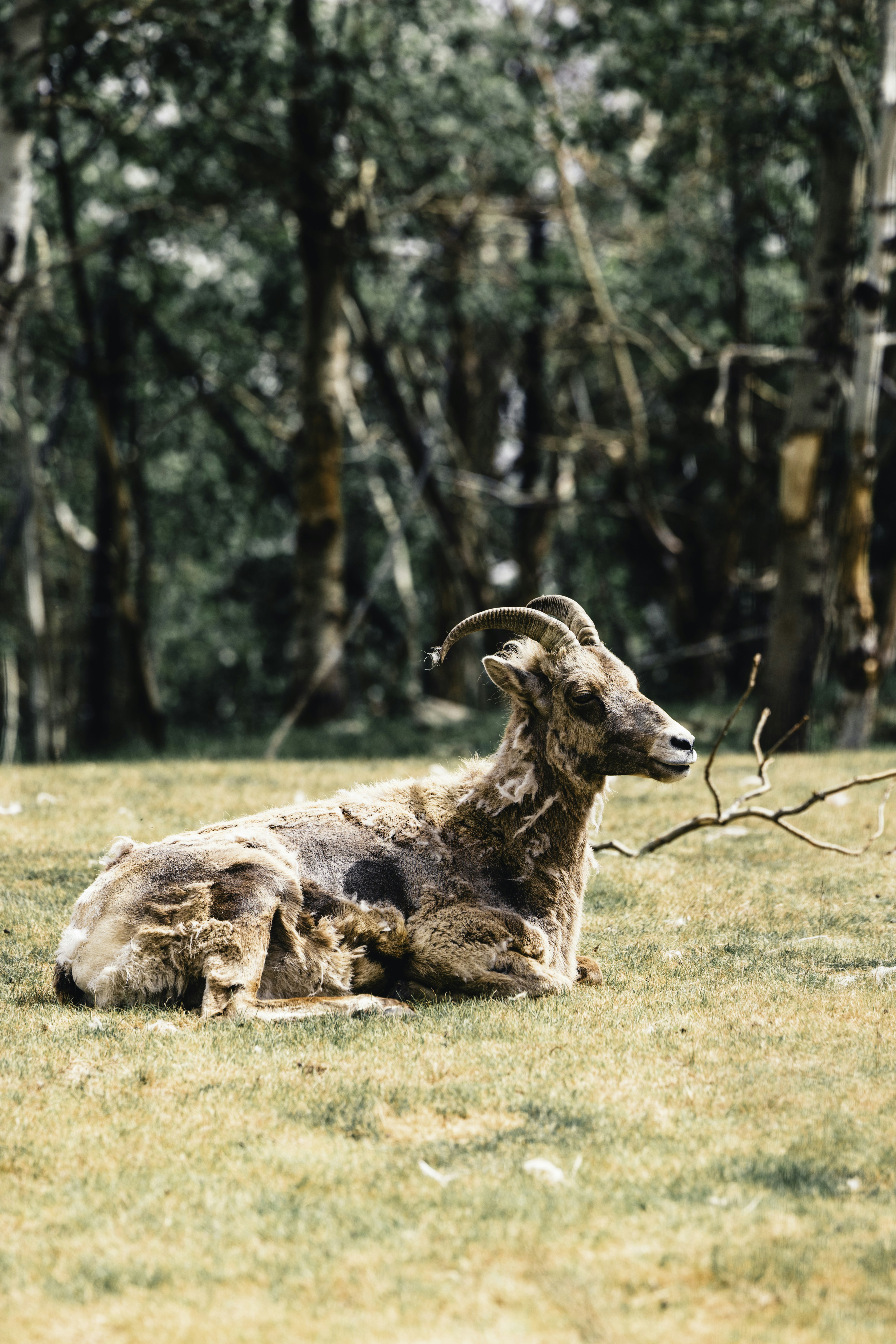 Relaxed Ibex in Dappled Forest Light