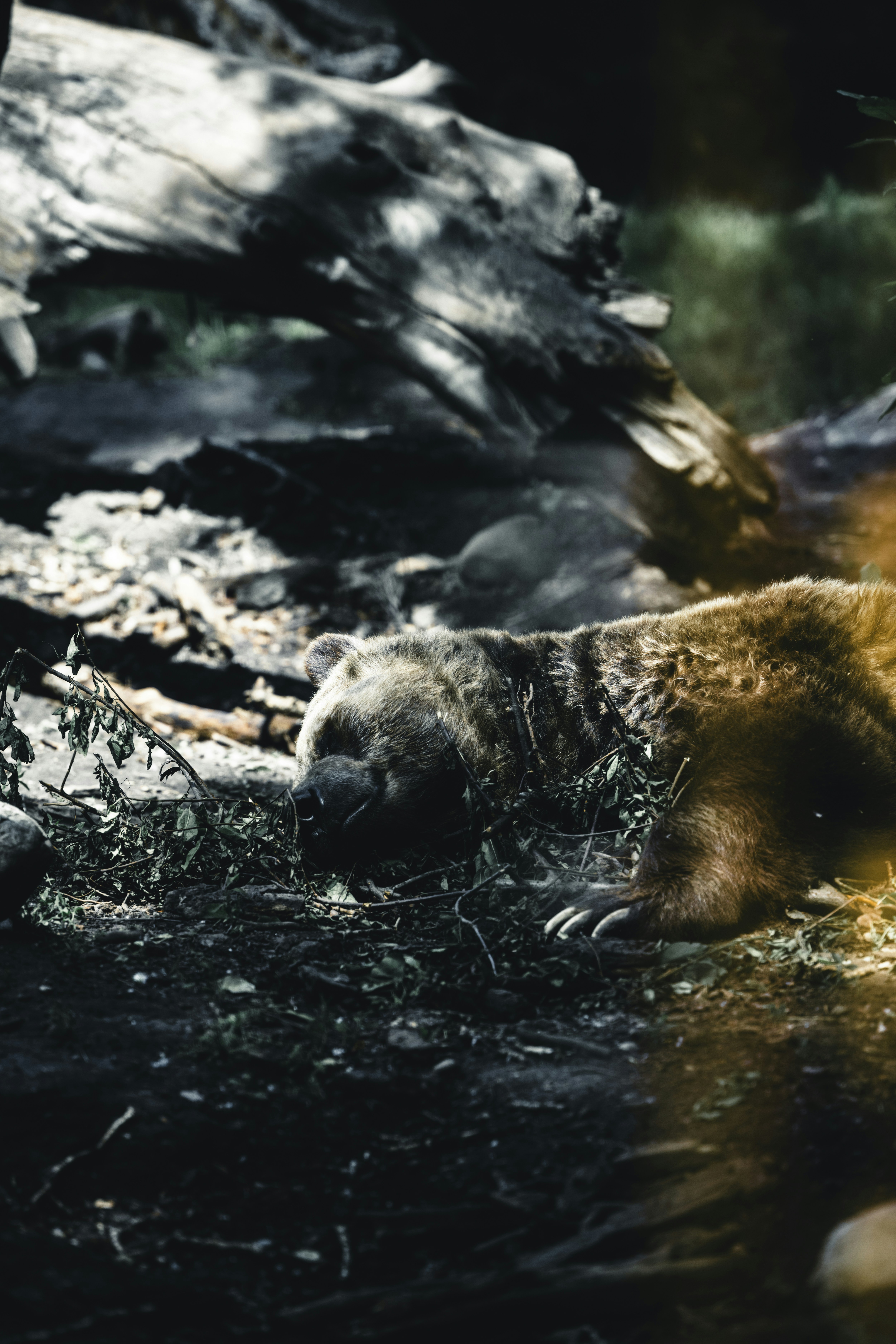 Hushed Slumber of a Forest Companion