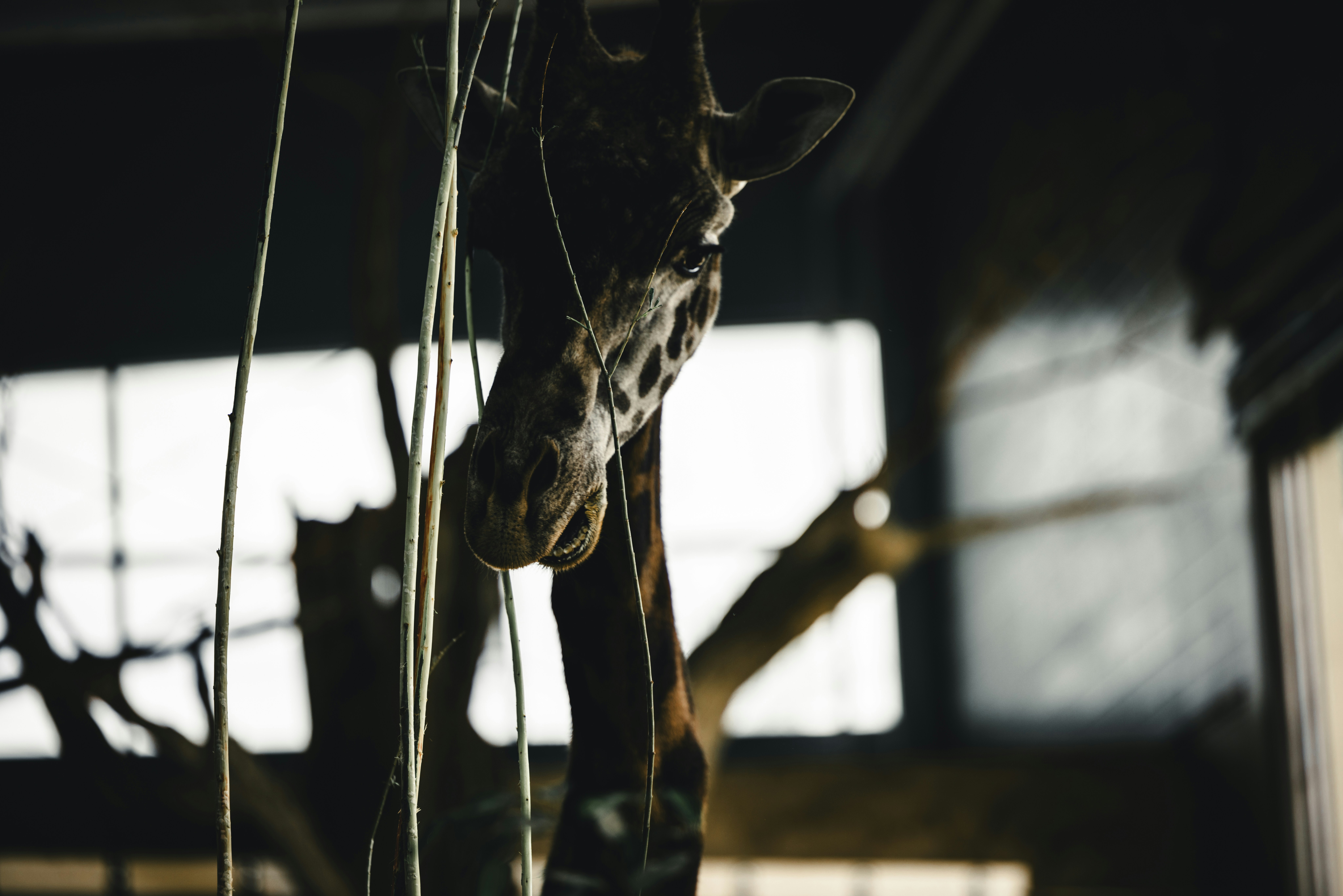 Giraffe at the Barrier: Quiet Break in a Barn Scene