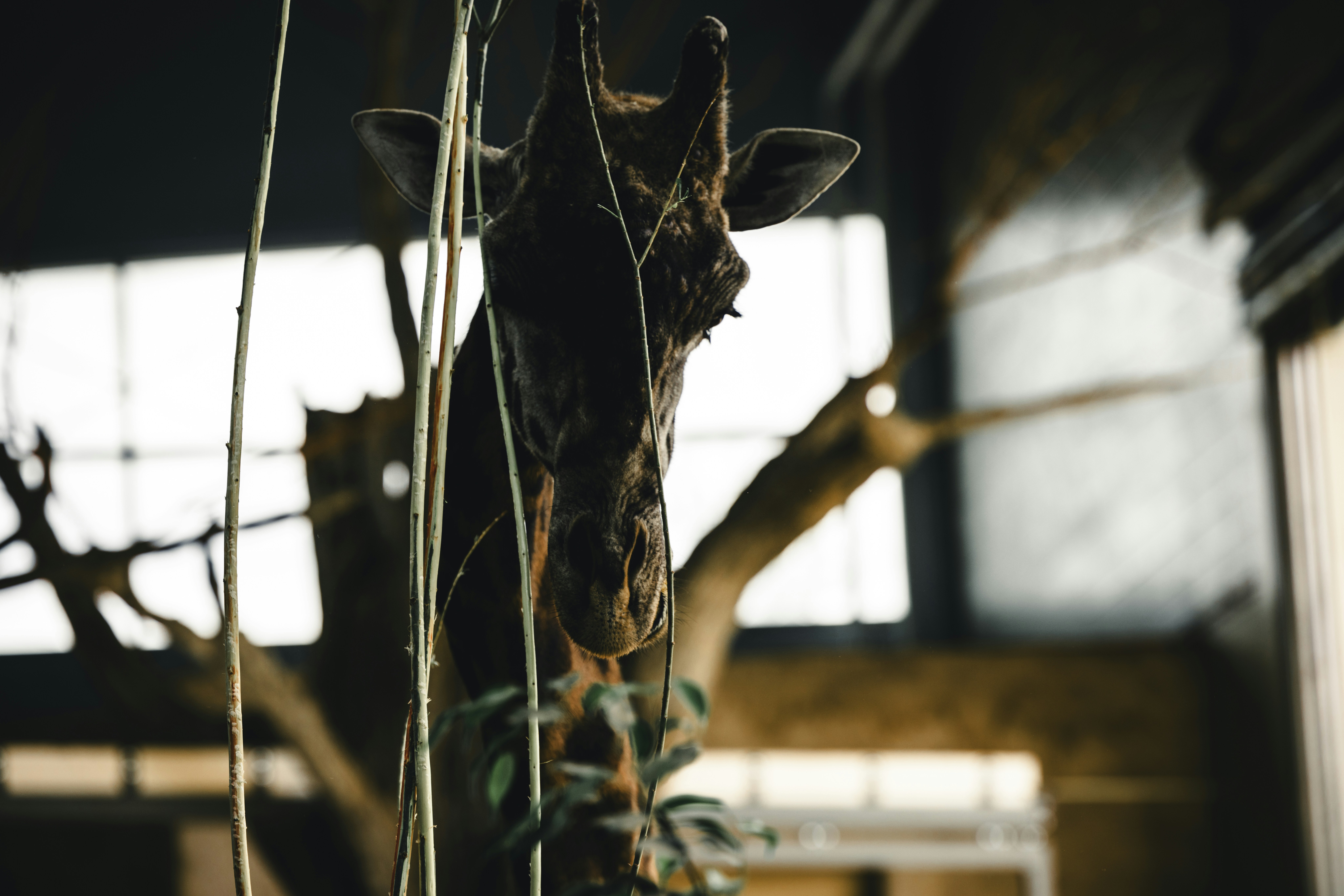 Giraffe in Soft Focus Gallery Light