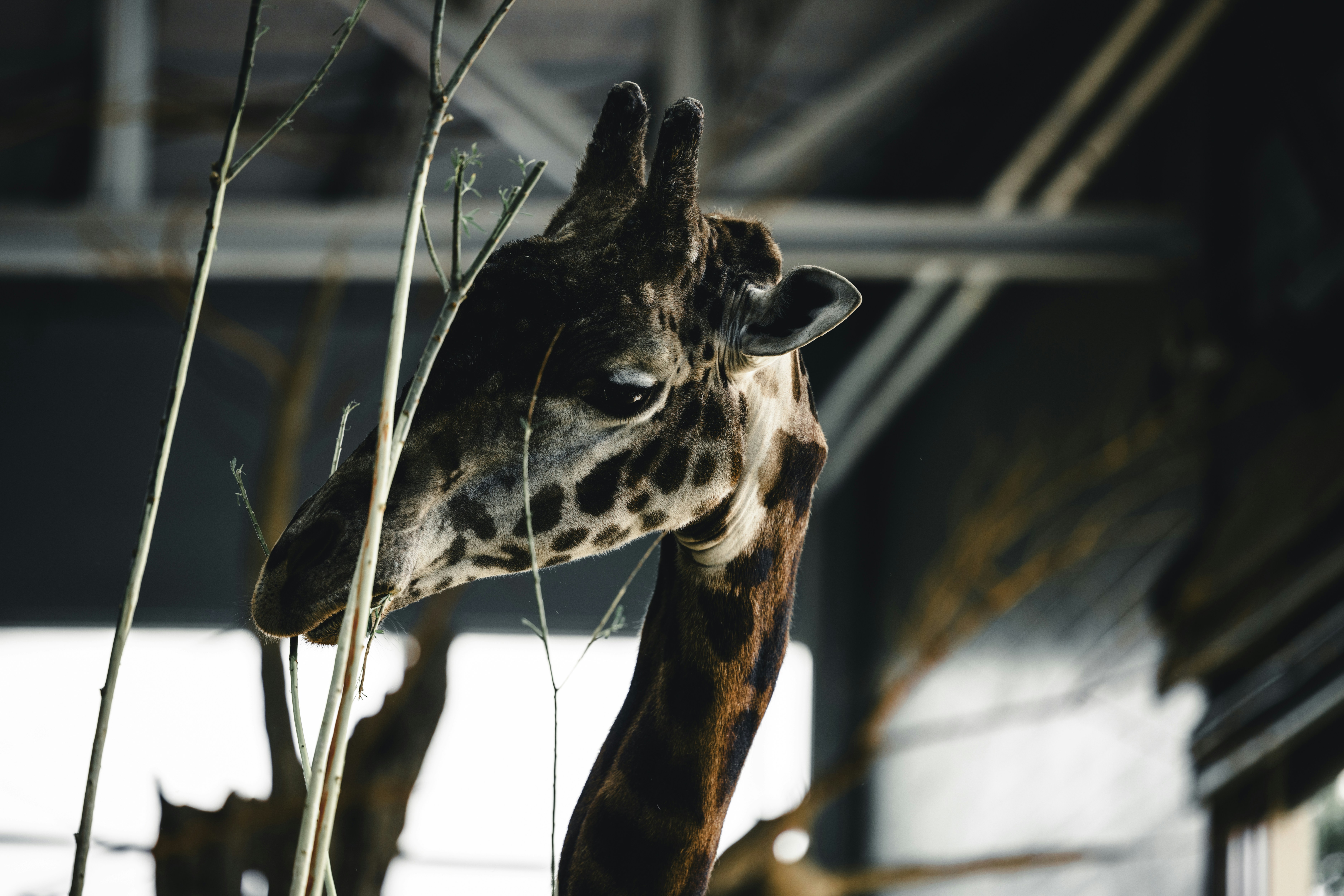 Frond-Frame Giraffe: A Quiet Gaze Inside a Sheltered Enclosure