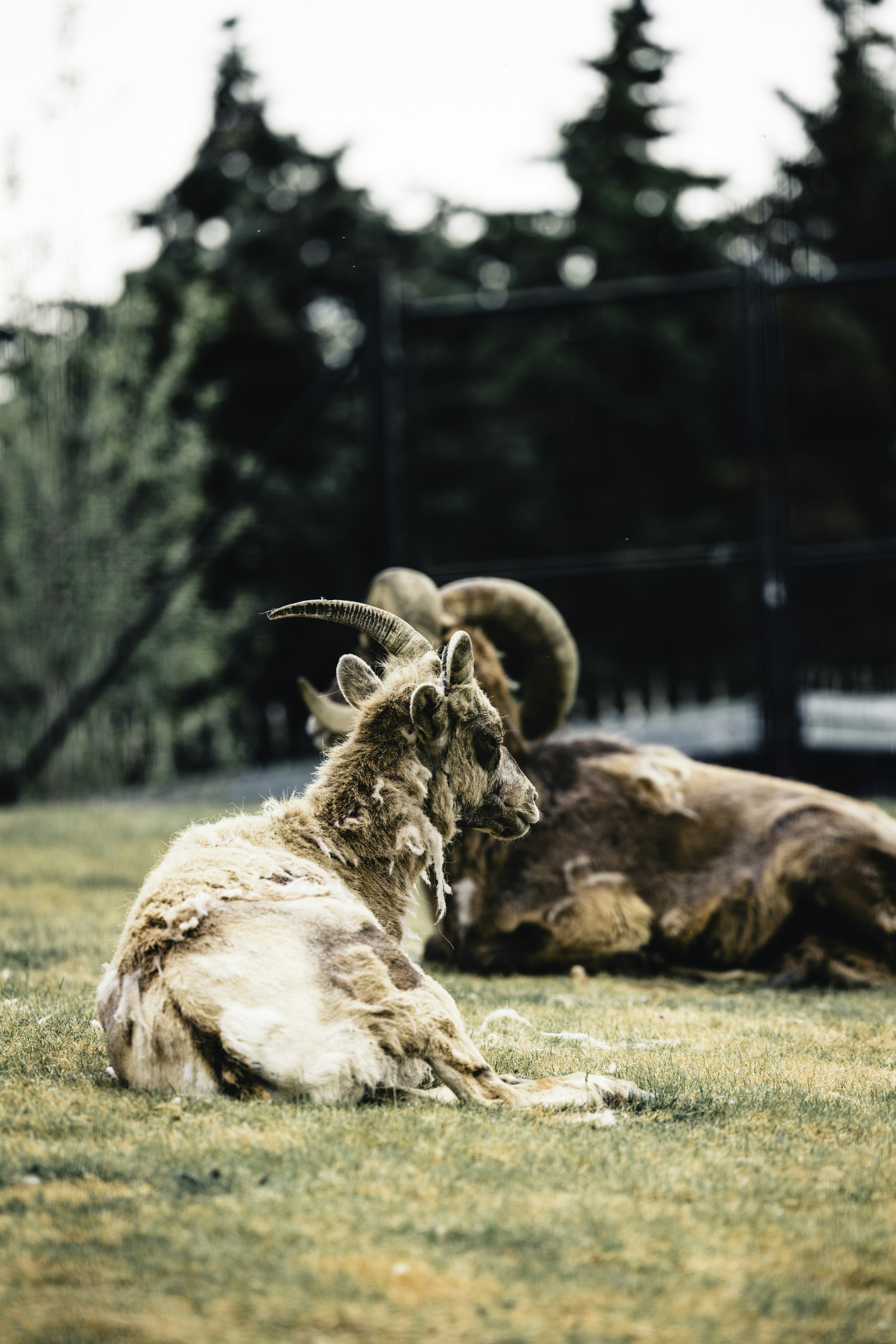 Emerald Field Reverie: A Ram at Rest within a Fenced Meadow