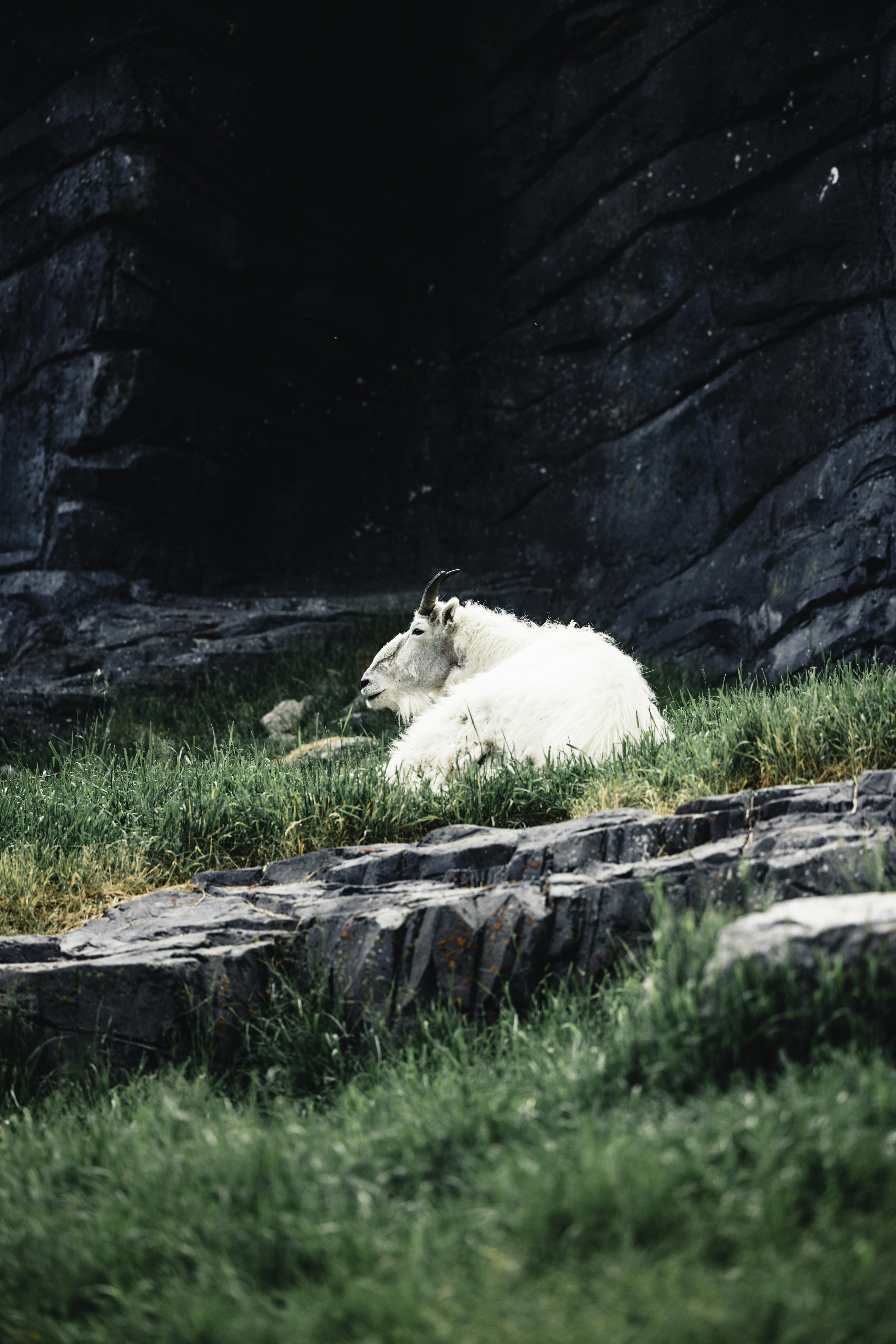 White Sentinel Resting Above a Shadowed Cavern