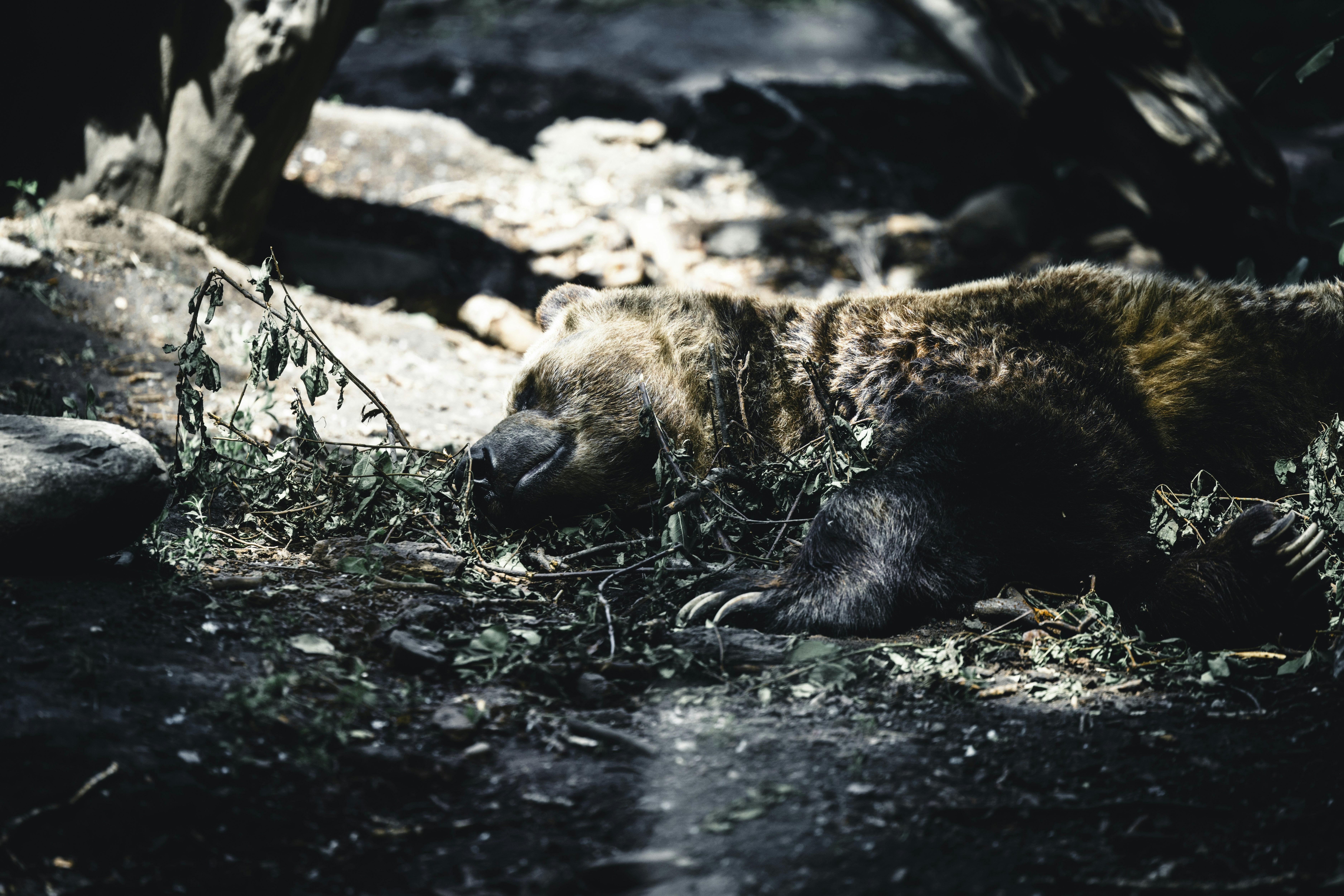 Resting Giant in Dappled Forest Light