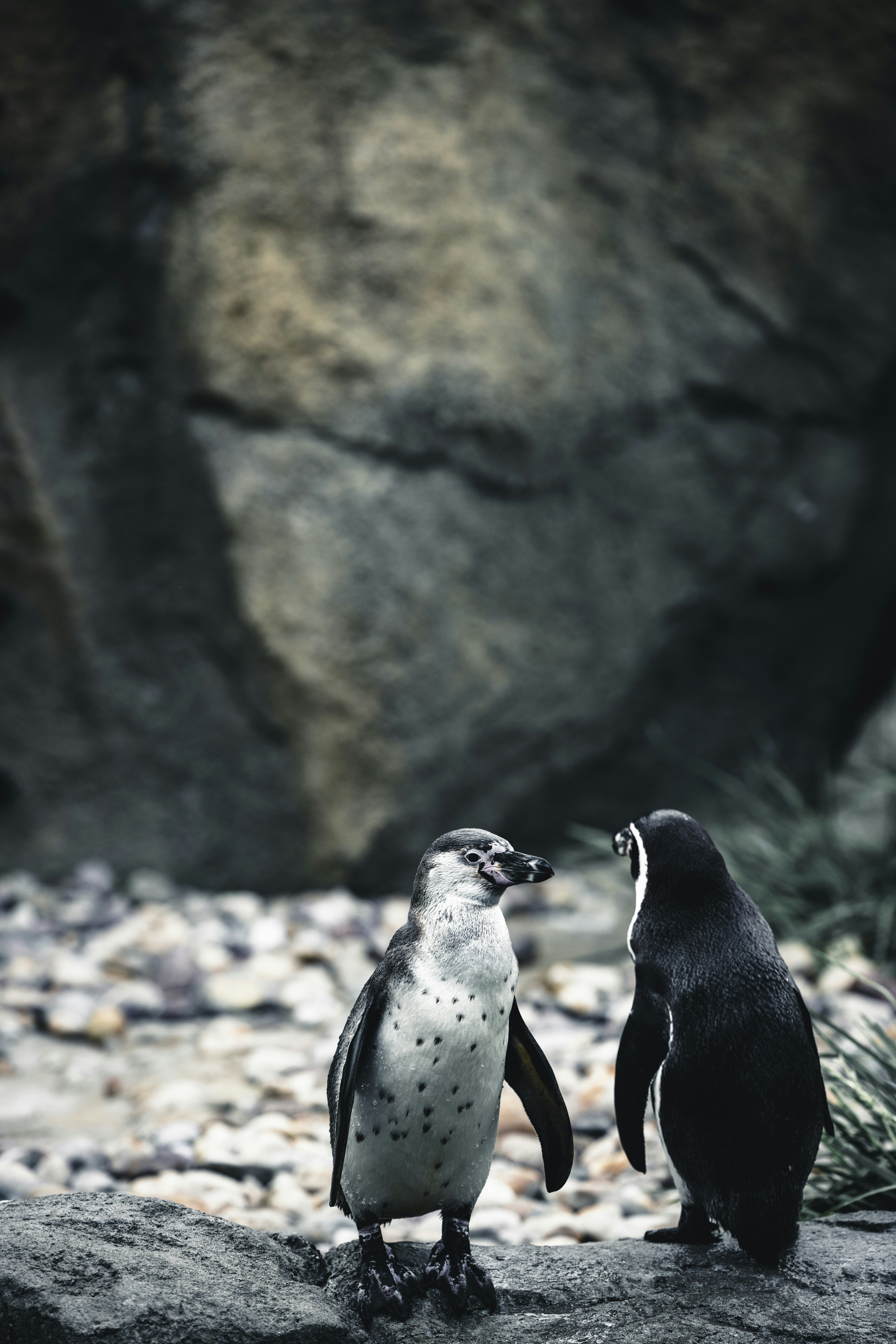 Two penguins share a quiet moment on a rocky shoreline