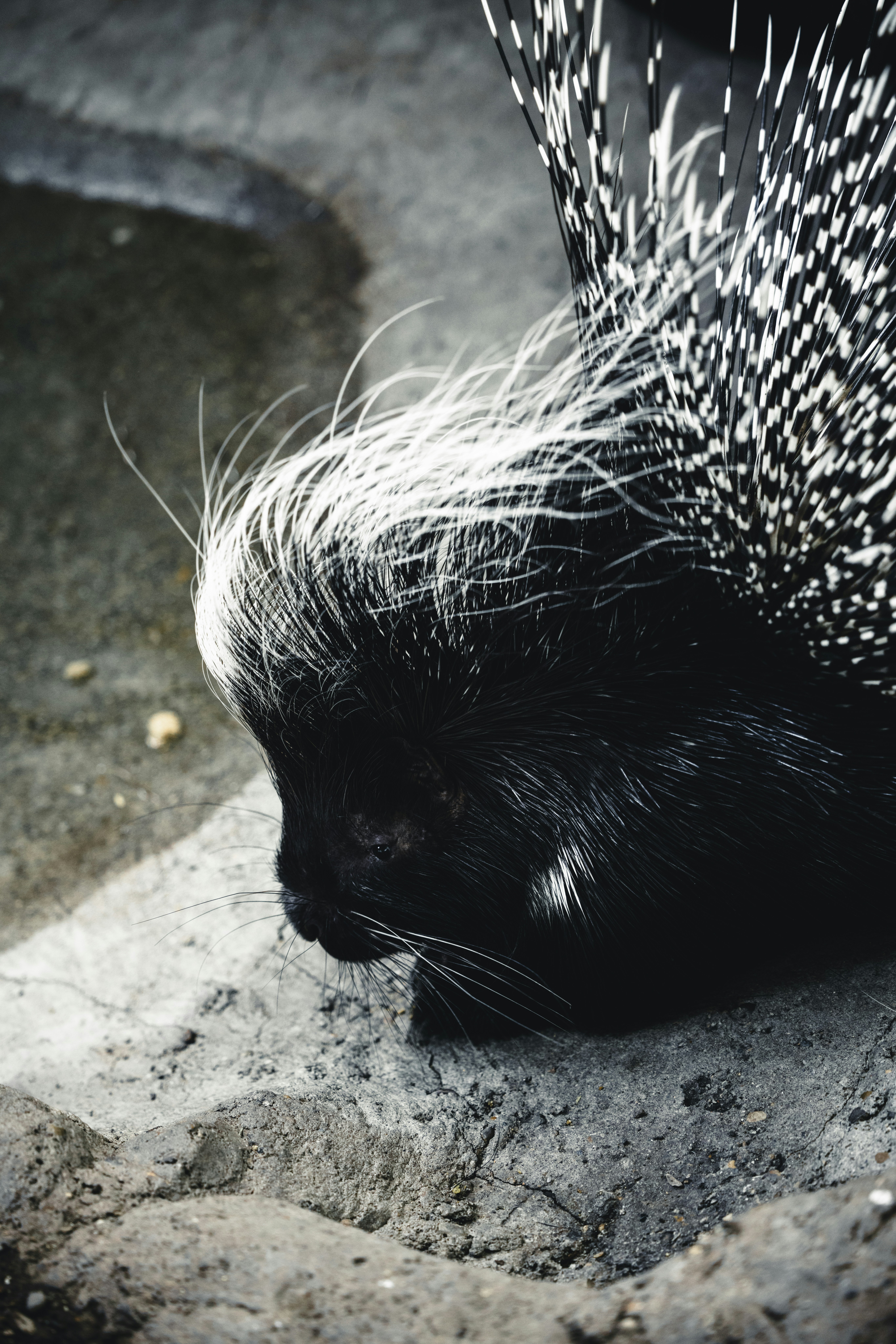 Porcupine in the sunlit dust—an unexpectedly serene moment