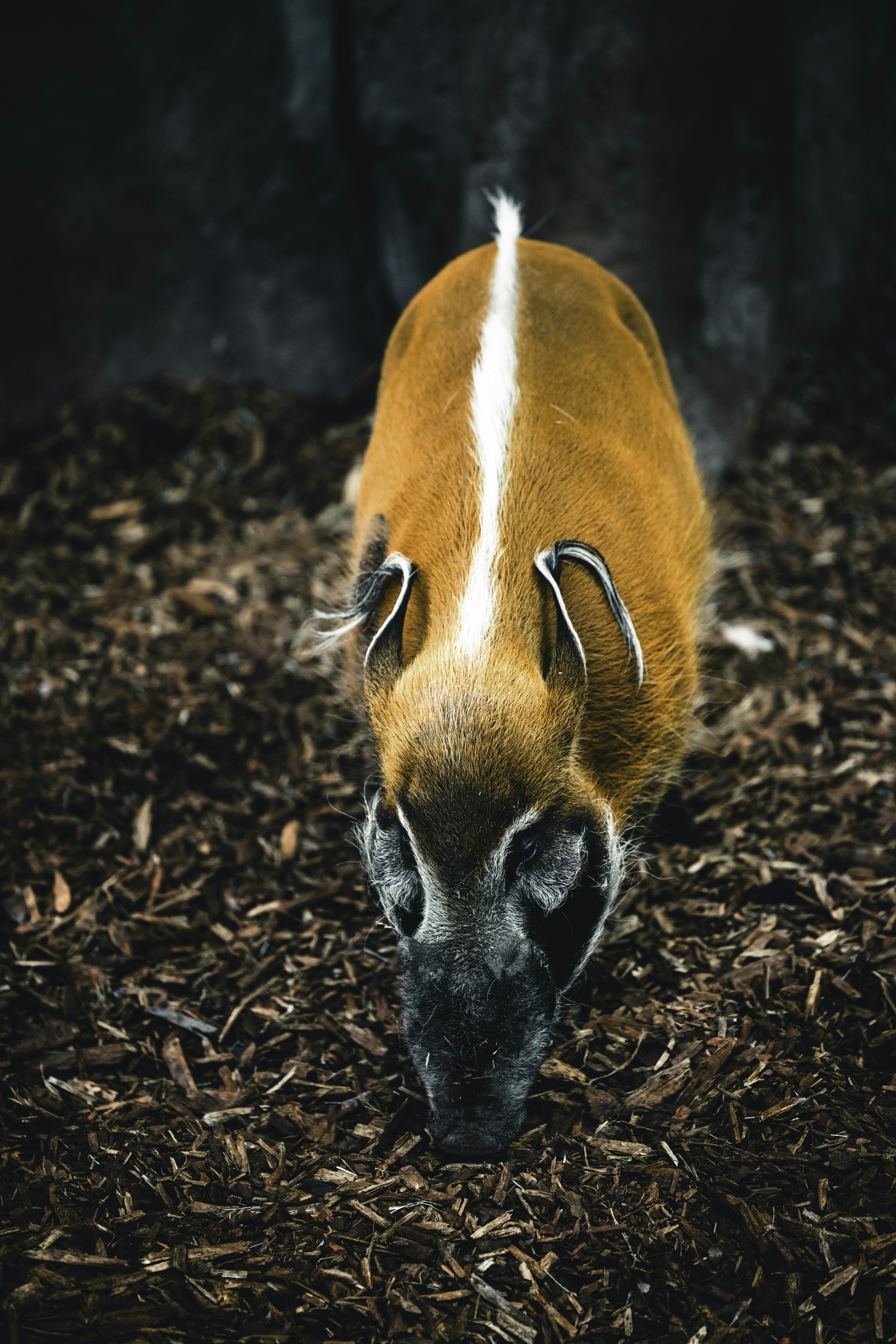 Spine of Light: A Tapir Forages in a Quiet Leaf-Litter Bed