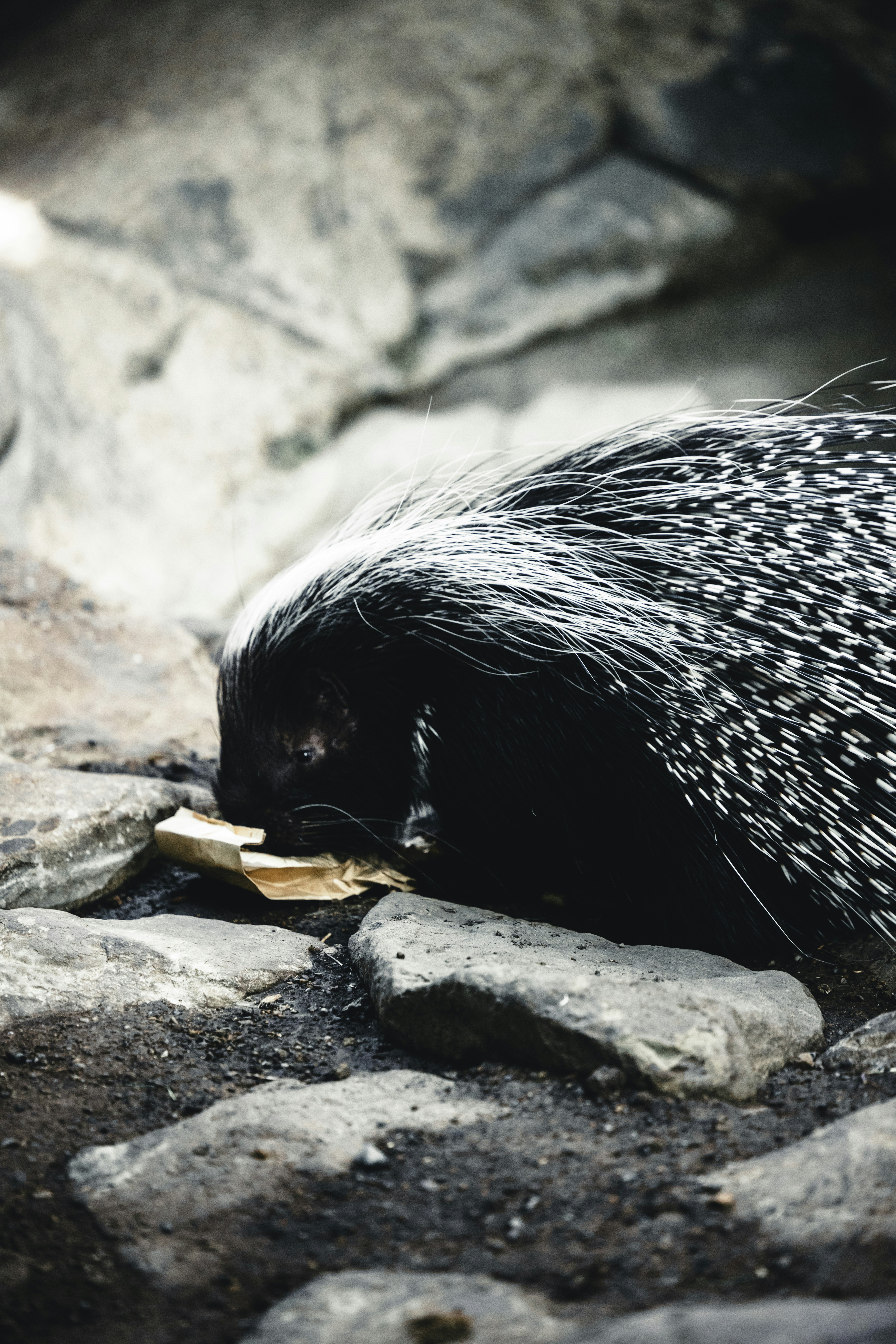 Porcupine among stones: a quiet nibble at the forest floor