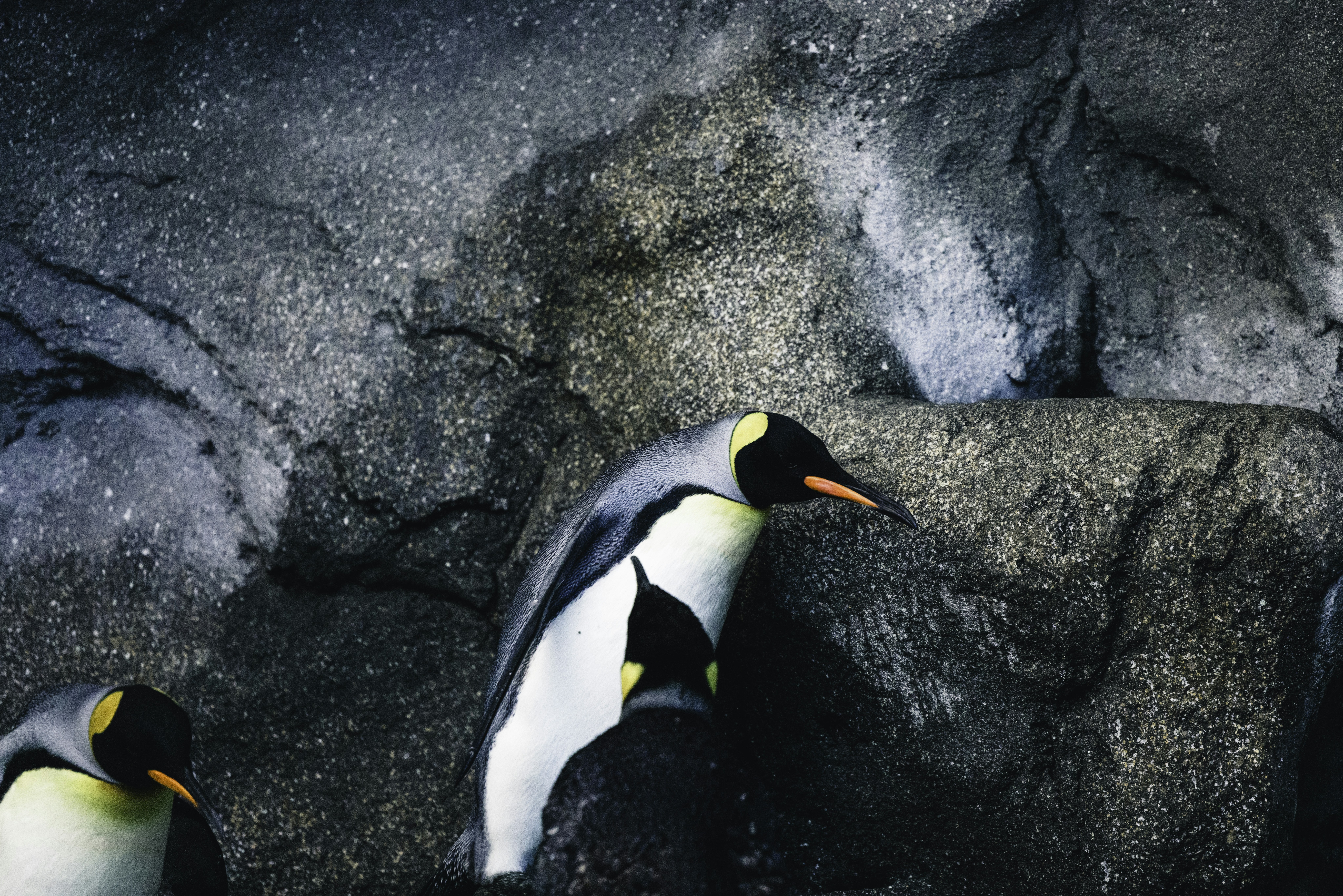 Two Rock-Quiet Penguins Survey the Shore