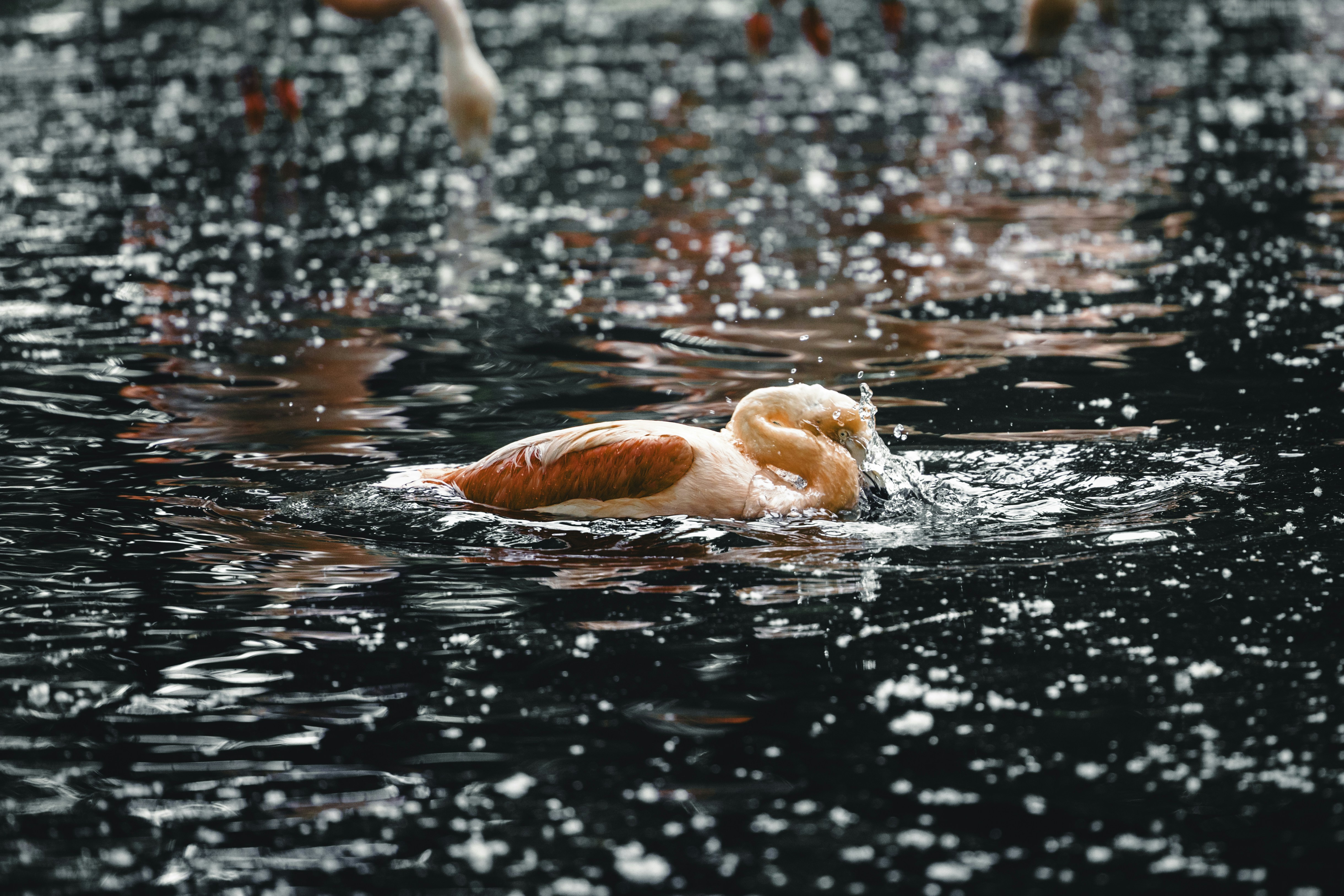 A group of flamingos swimming in a body of water photo – Free Calgary ...