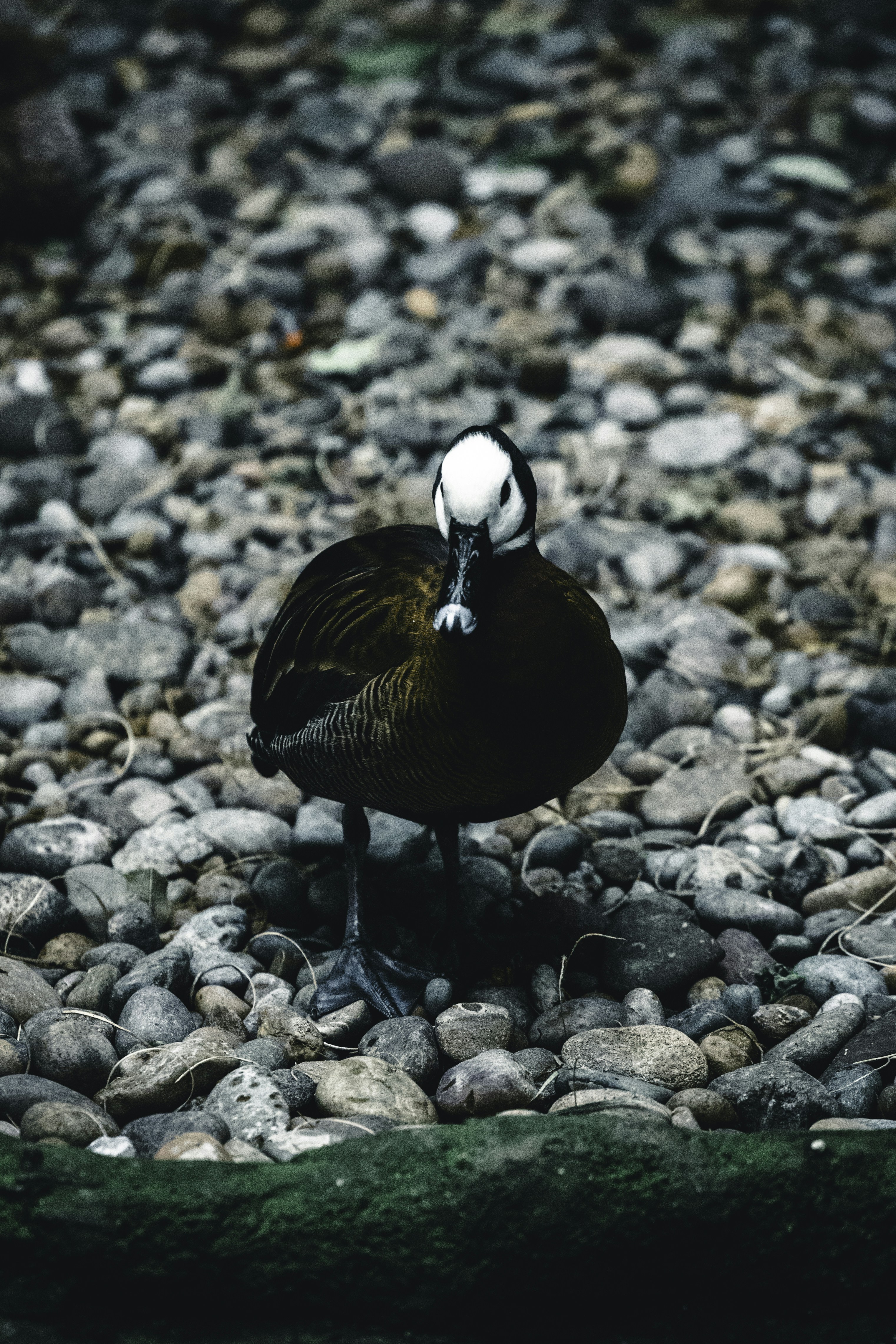 Dark-footed Duck on a Pebble Expanse