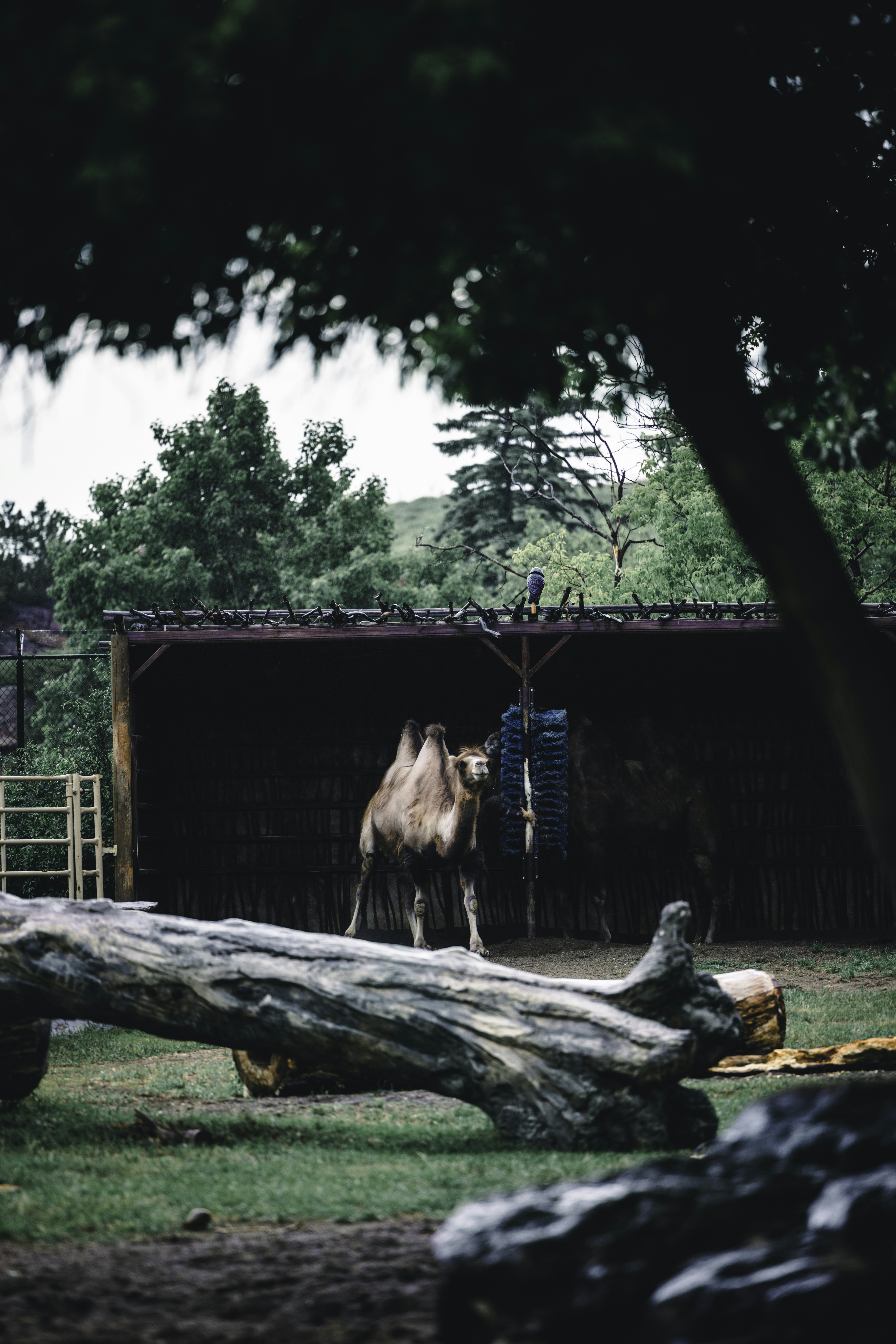 Camel in a Quiet Farmyard Shelter