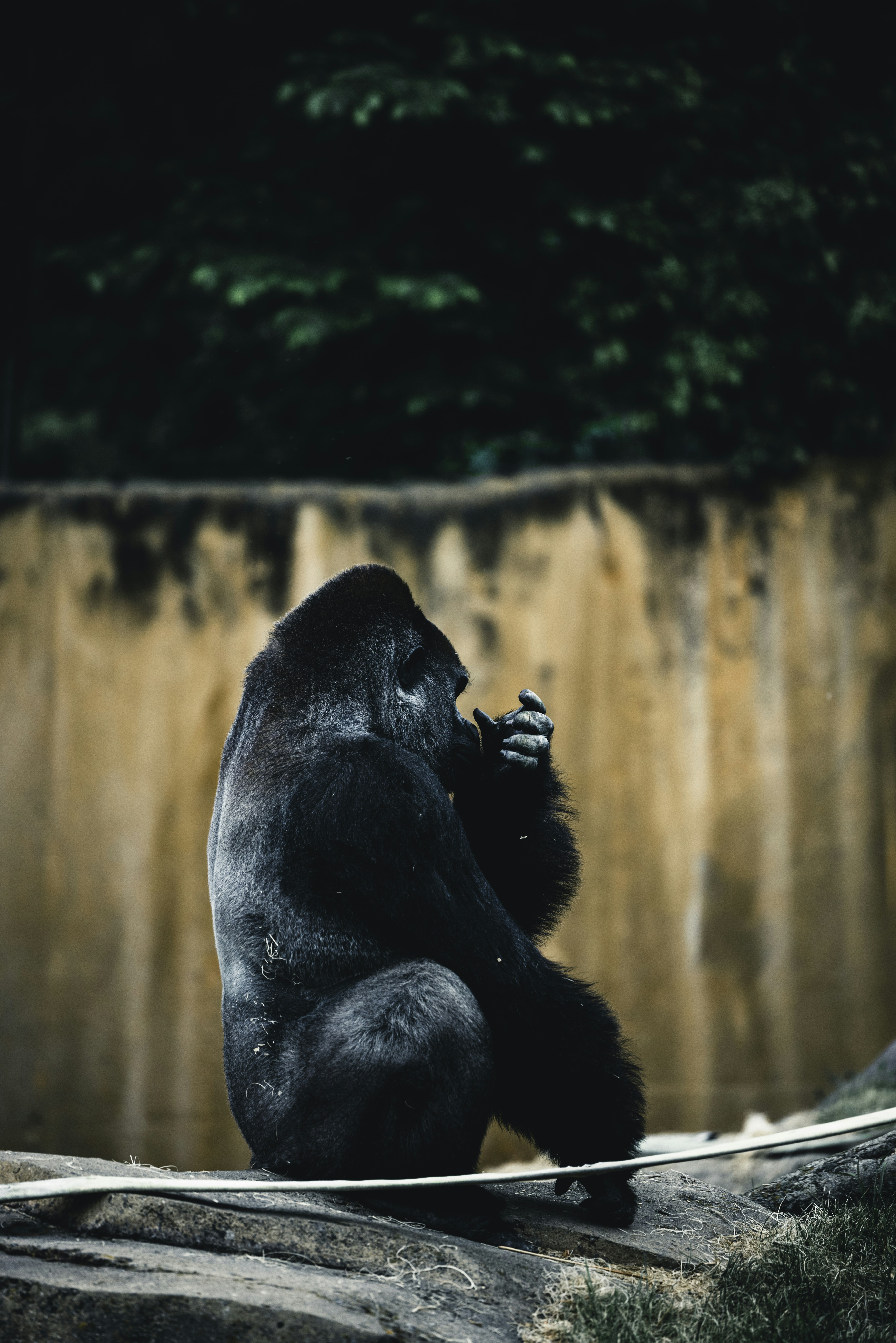 Contemplative Silverback by a Gold-Tinted Waterfall